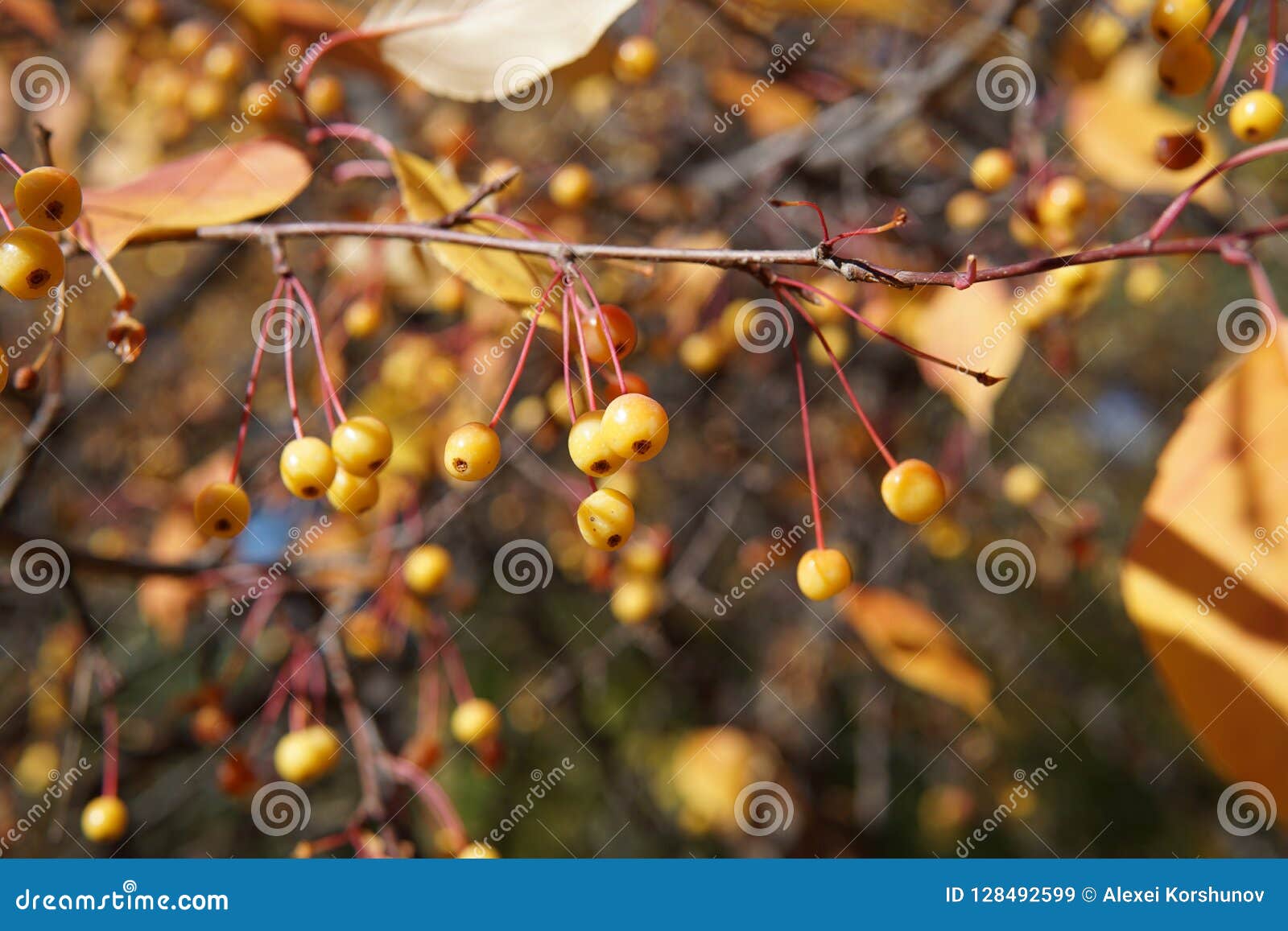 Variety Ranet Stock Photos - Free & Royalty-Free Stock Photos from ...