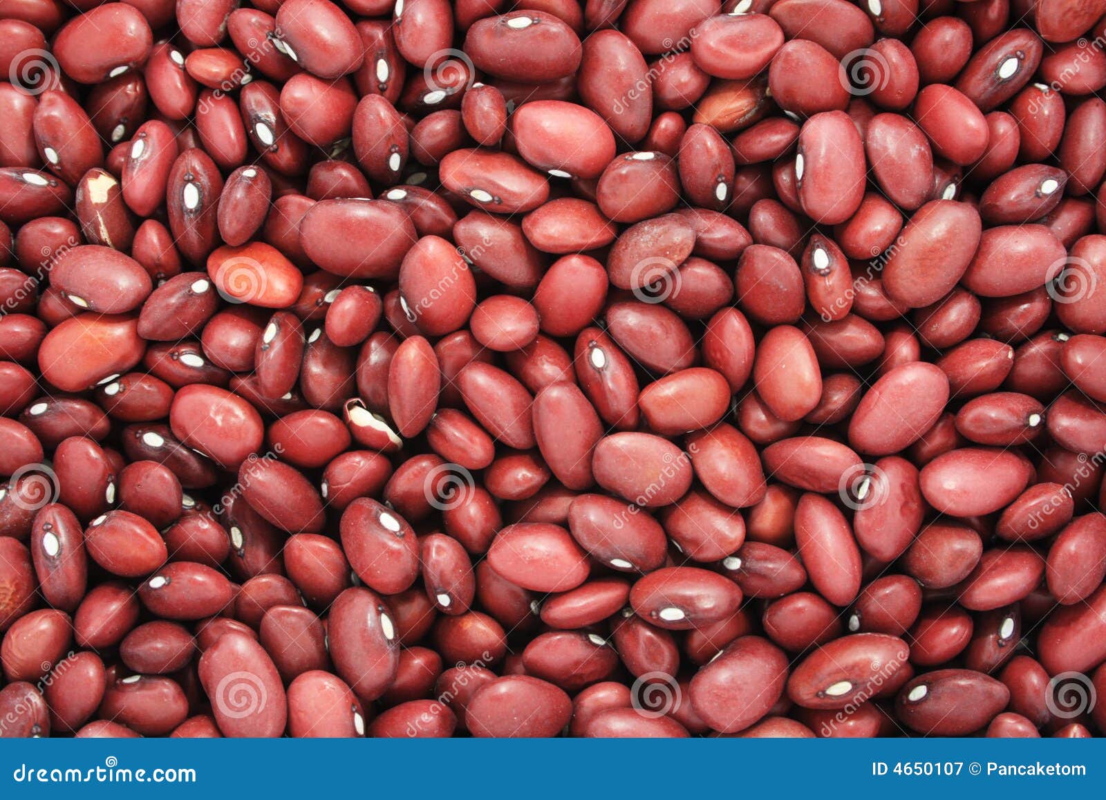 331 Phaseolus Small Vulgaris Stock Photos - Free & Royalty-Free Stock ...