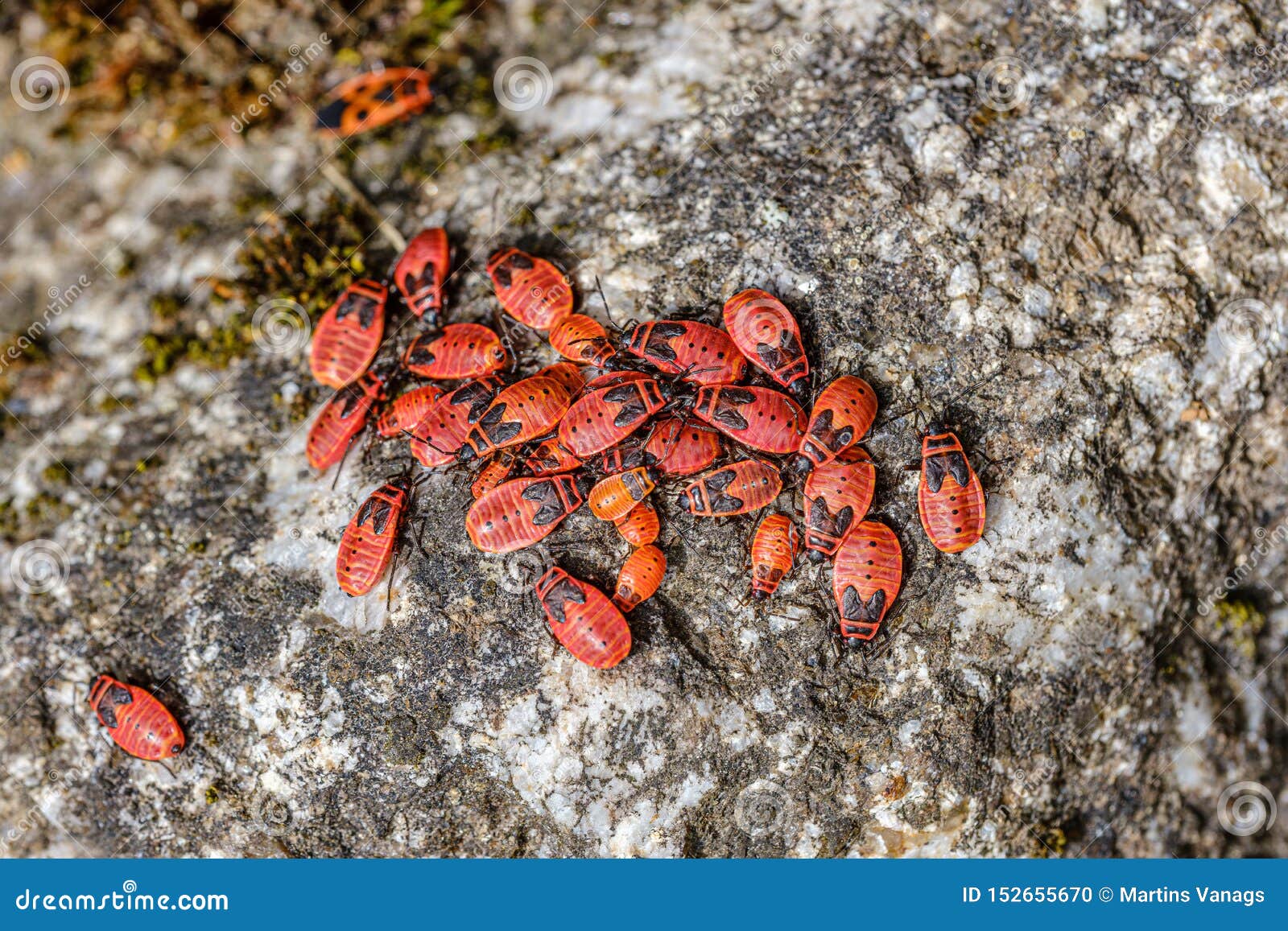 Small Red Beatles Nesting on the Rocks in Summer. Pyrrhocoris Apterus ...