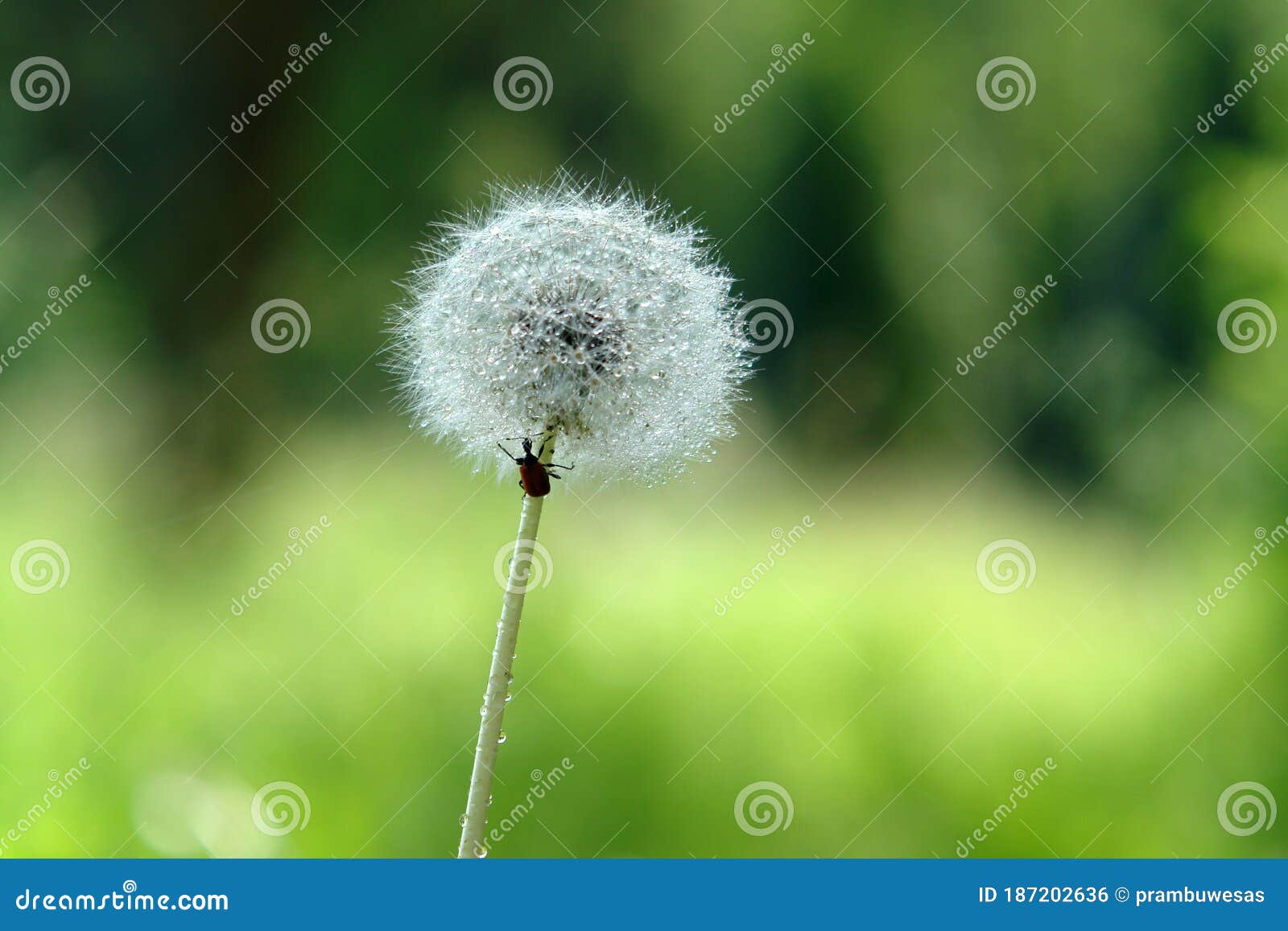 A Small Red Beetle - Apoderus Coryli (hazel-leaf Roller Weevil) On A ...
