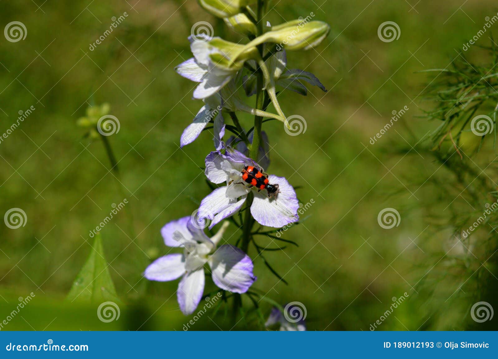 Small Red Beetle on a Flower Stock Image - Image of animal, small ...