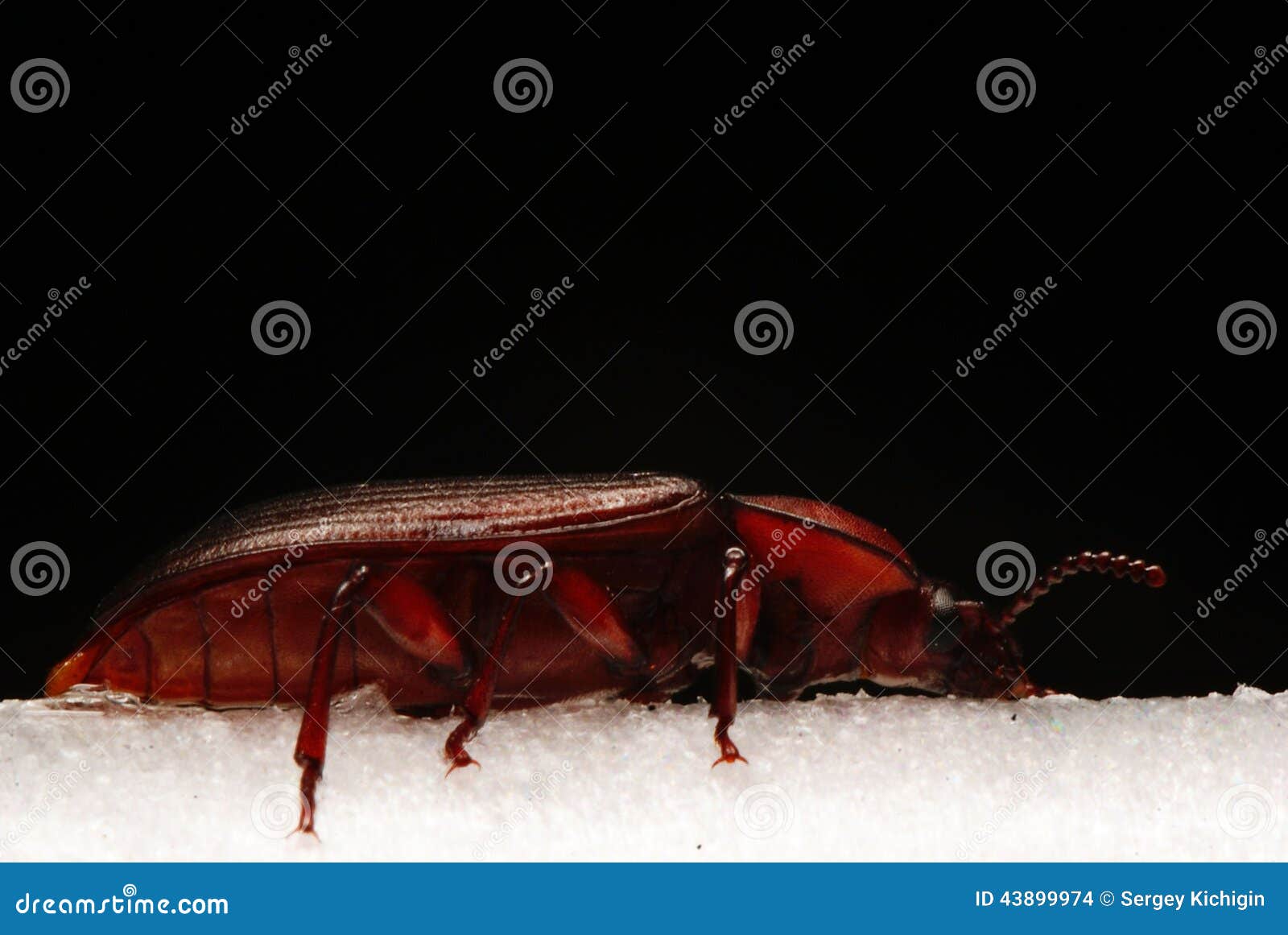 Small Red Beetle Macro Little Bug Stock Photo - Image of interesting ...