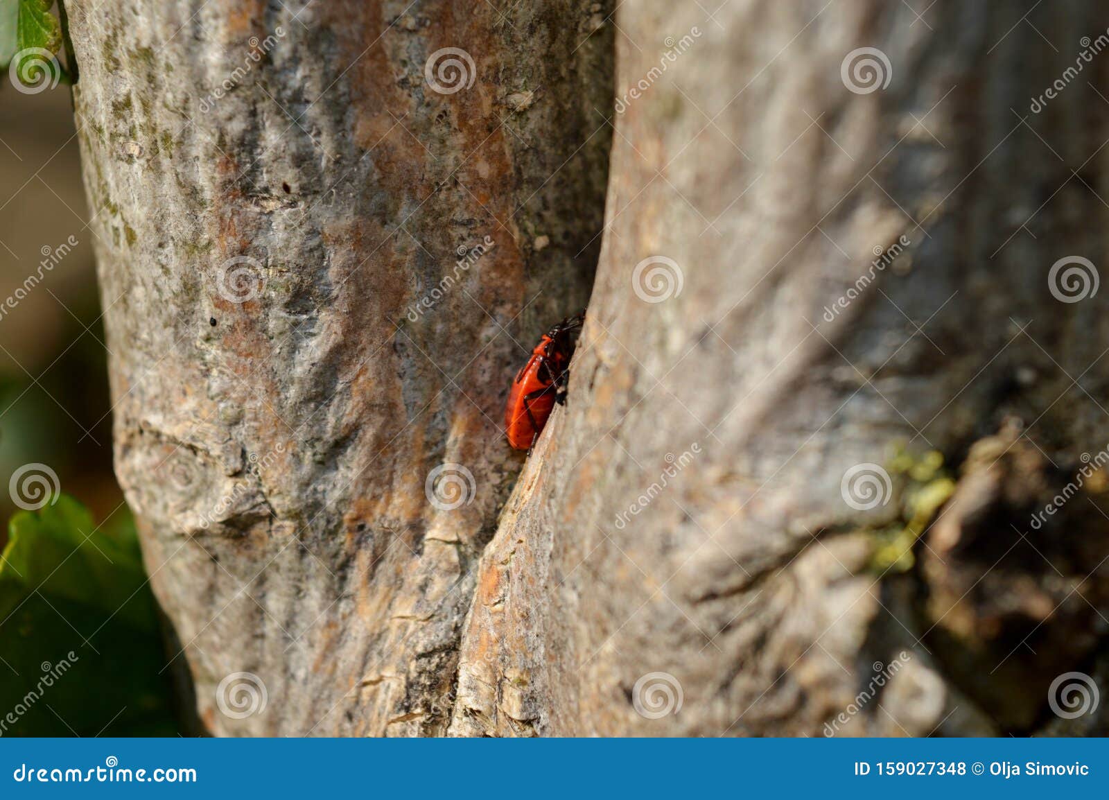Small red beetle on a tree stock photo. Image of tree - 159027348