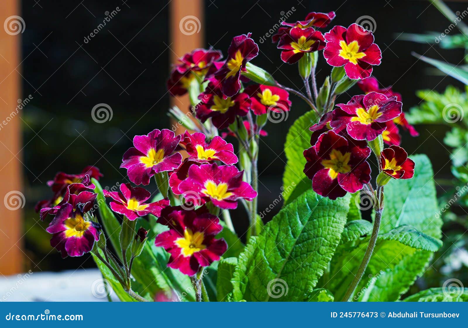 Small red bell flowers stock image. Image of decorative - 245776473