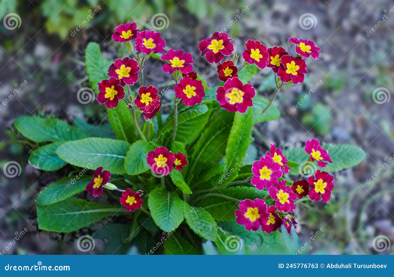 Small red bell flowers stock image. Image of flora, natural - 245776763