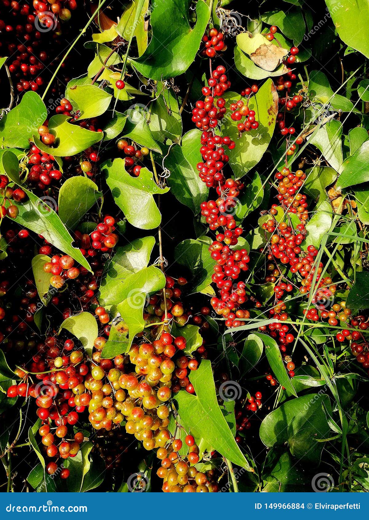 Small Red Berries Color My Garden Stock Photo - Image of garden, small ...