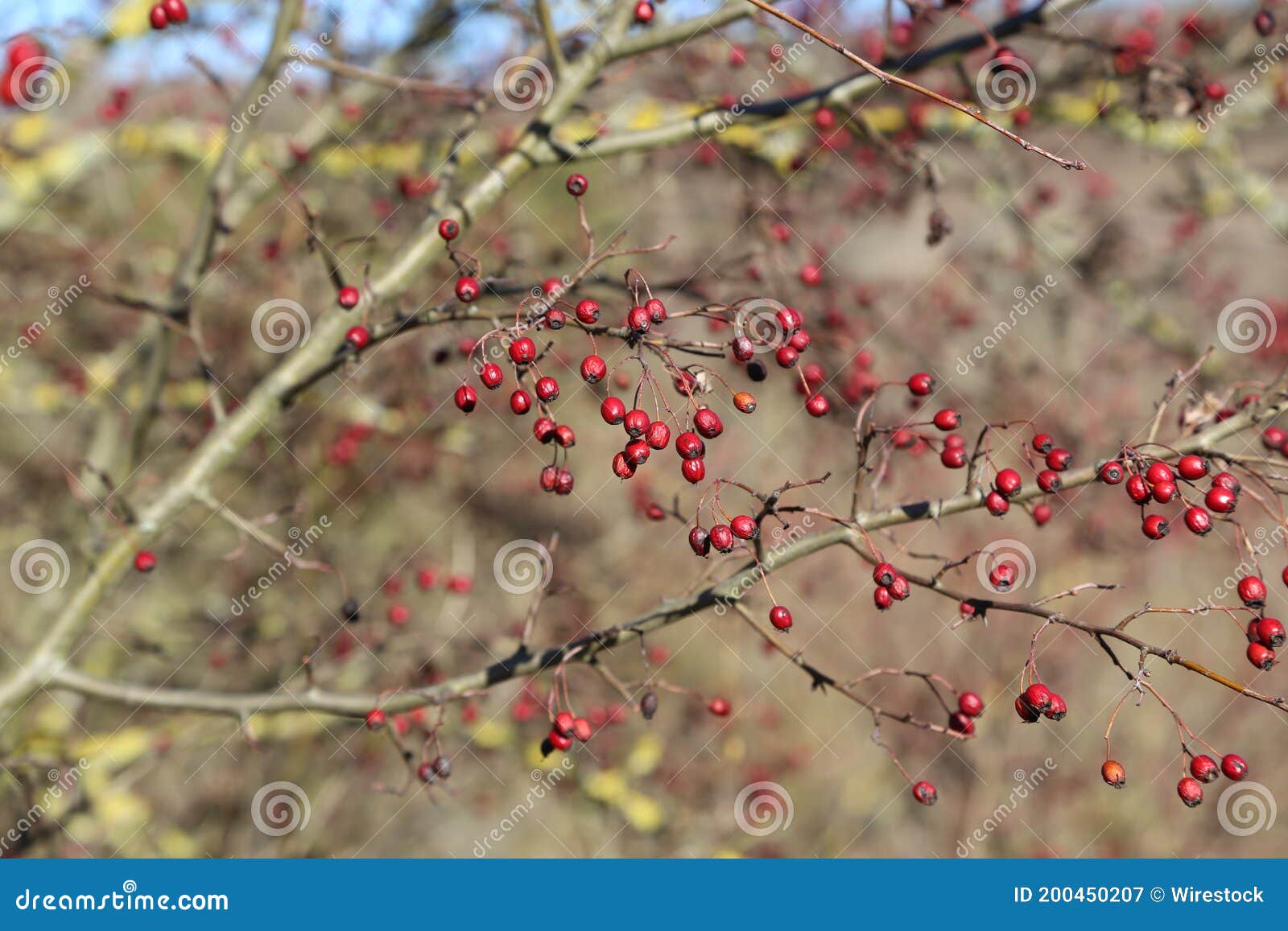 Small Red Berries on a Tree Branch Stock Image - Image of plant, season ...