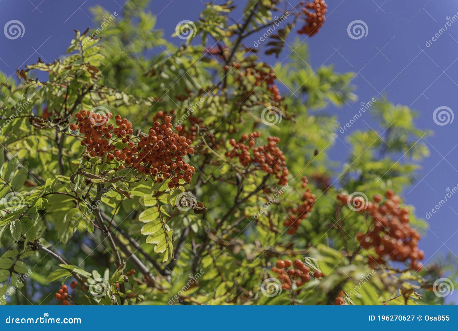 Small Red Berries on a Tree in Public Park Stock Image - Image of green ...