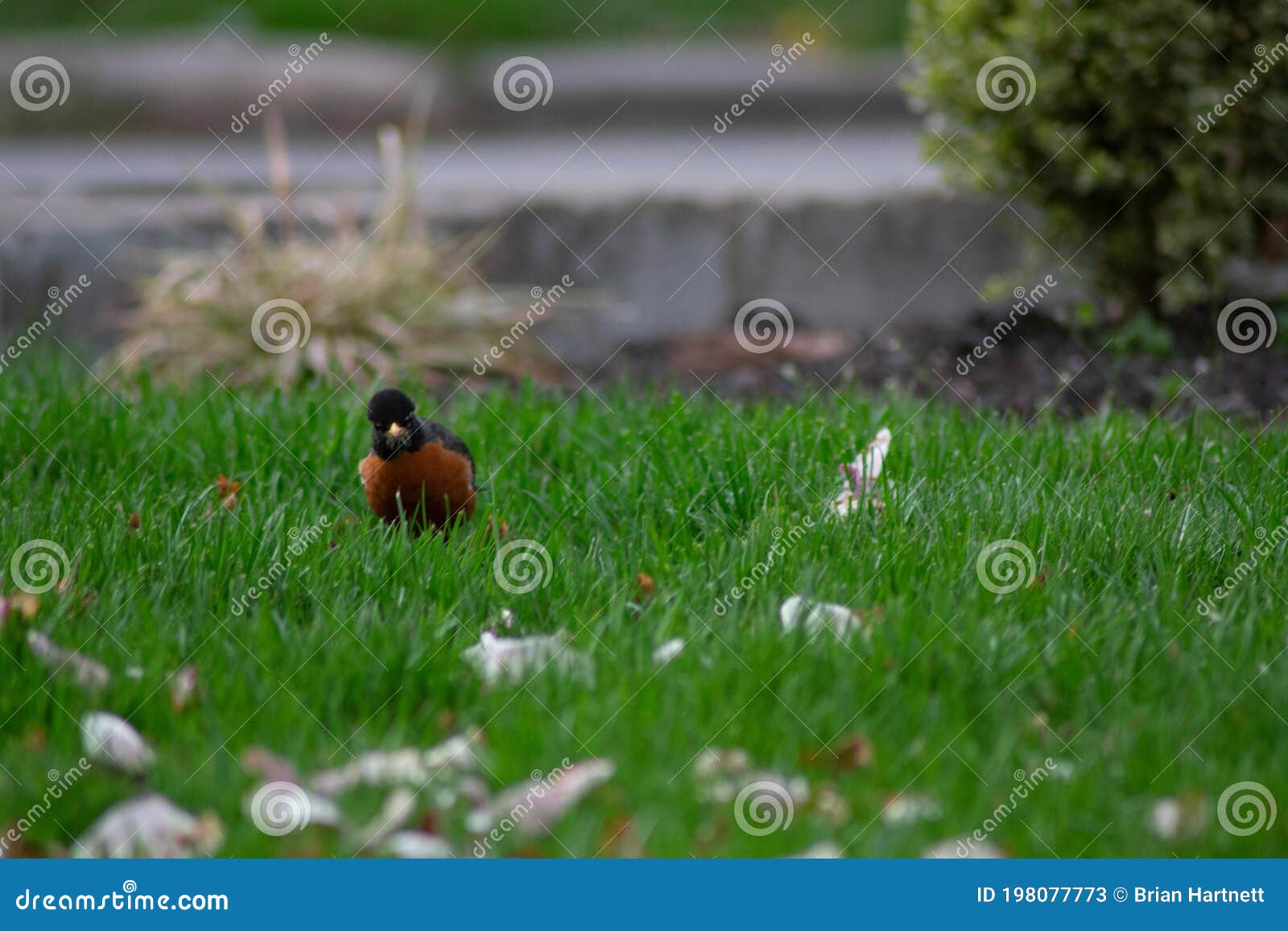 A Small Bird Looking at the Camera Stock Image - Image of blue, animal ...