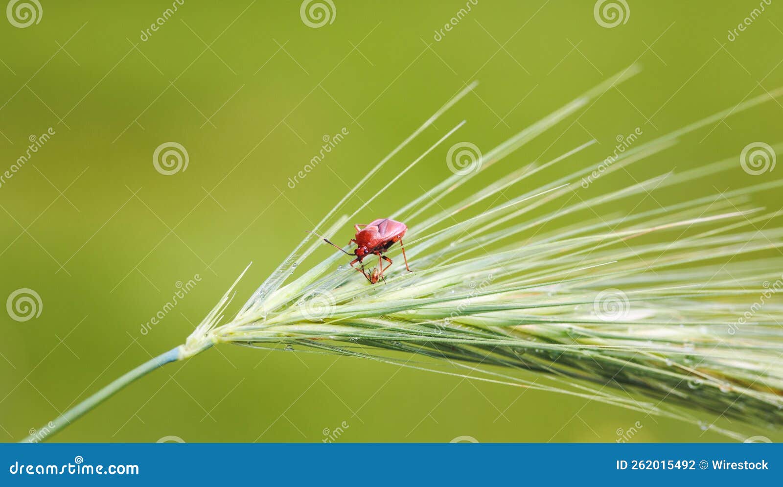 Small, Red Bug on Green Grass Isolated on a Blurred Background Stock ...