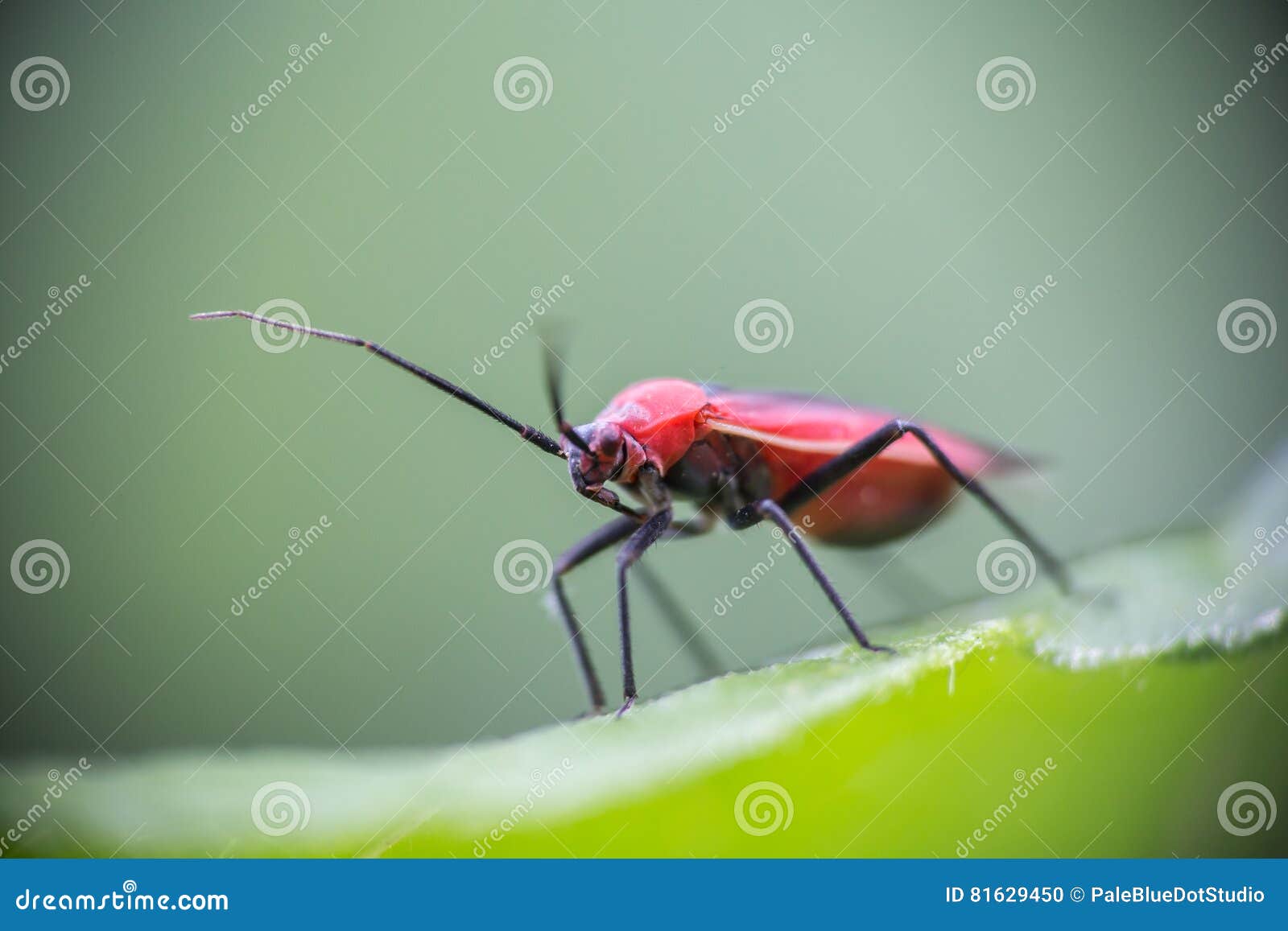 Small Red Bug on a Green Leaf 2 Stock Photo - Image of close, blue ...