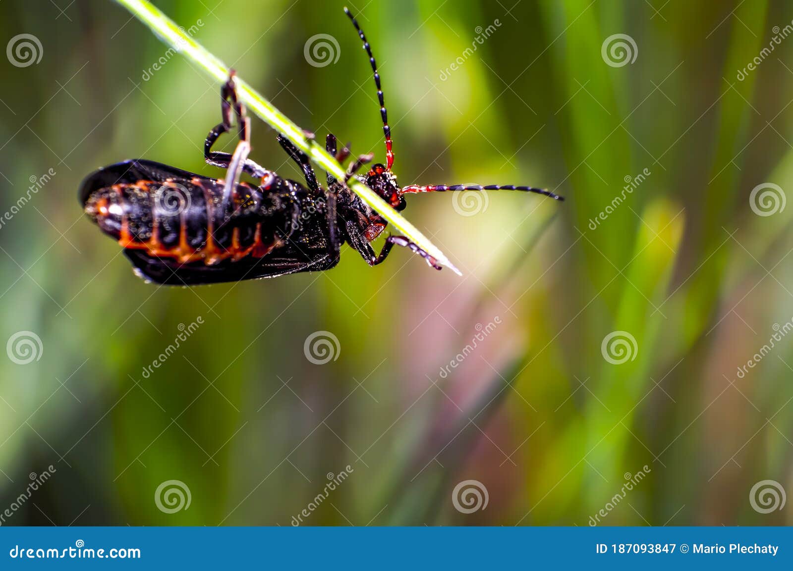 Small Red Bug on Green Leaf in Summer Forest Stock Image - Image of ...
