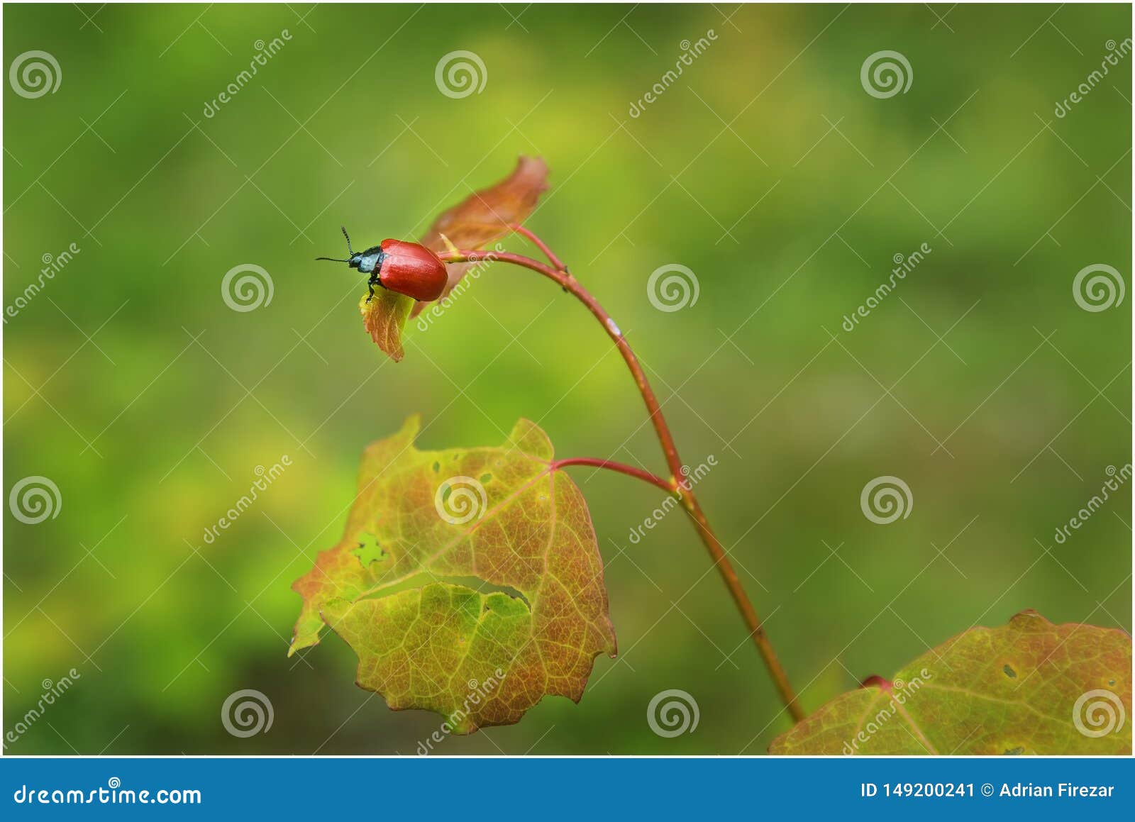 Small Red Bug on a Maple Branch Stock Image - Image of maple, christmas ...