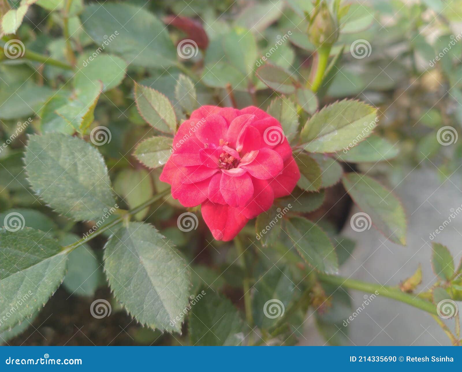 Small Red Button Rose Flower Stock Photo - Image of button, small ...