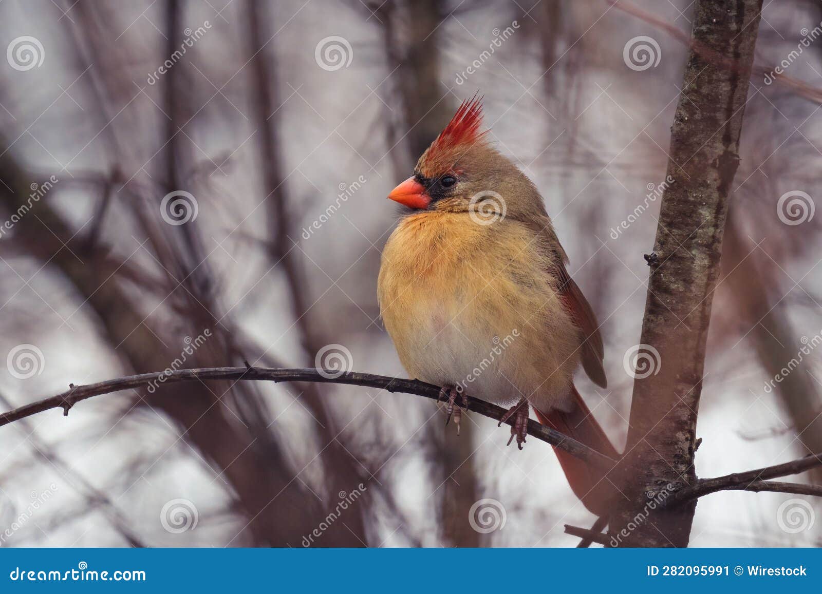 Small Red Cardinal Perched on a Bare Tree Branch Against a Wintry ...
