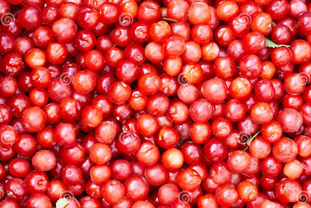Small red cherries stock image. Image of cherries, harvest - 20096759