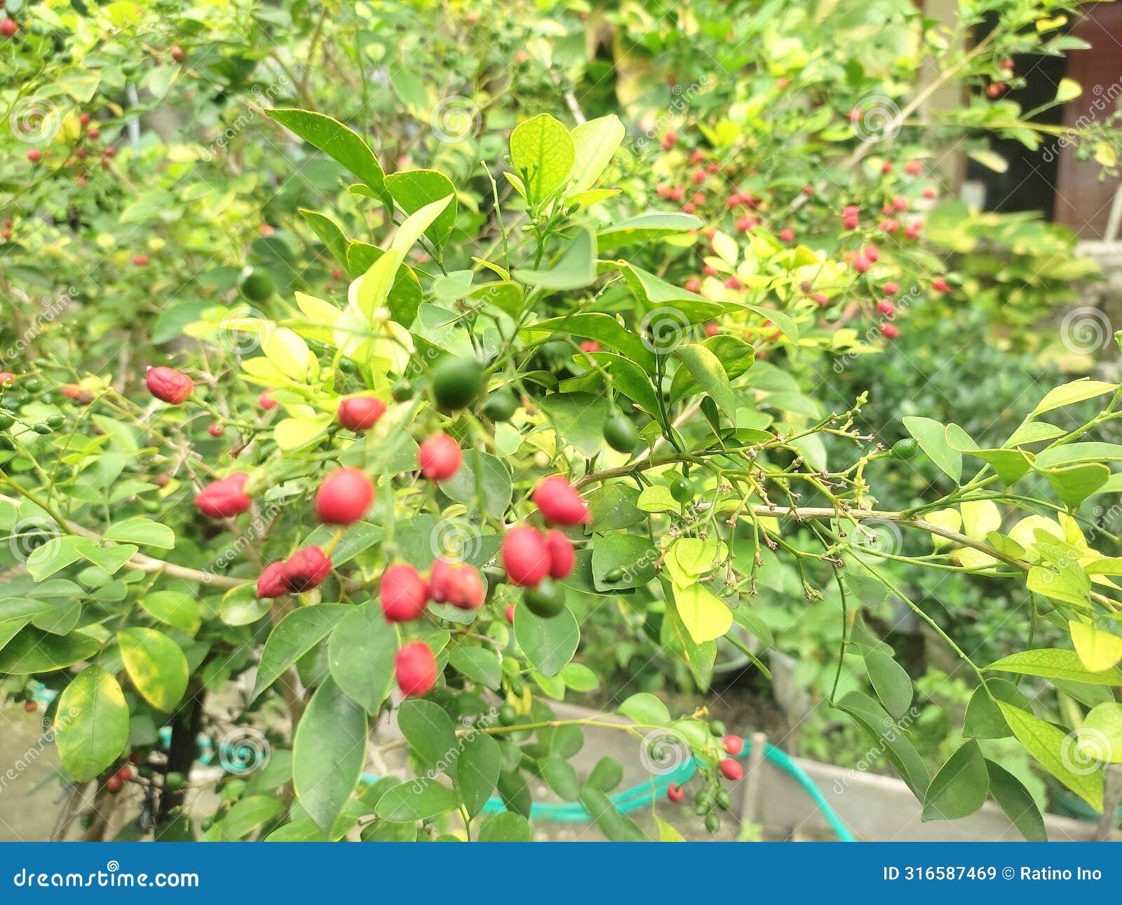 Small Red Cherry Fruit Tree Stock Image - Image of small, cherry: 316587469