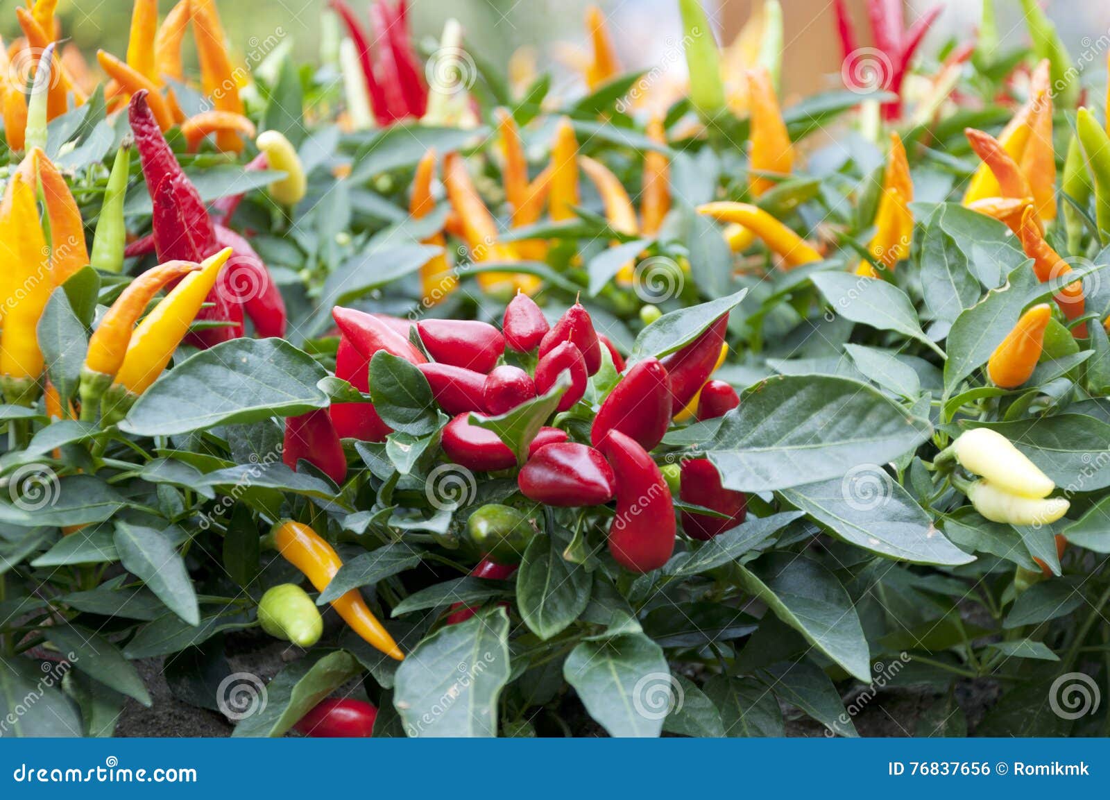 Small red chili peppers stock photo. Image of plant, spices - 76837656