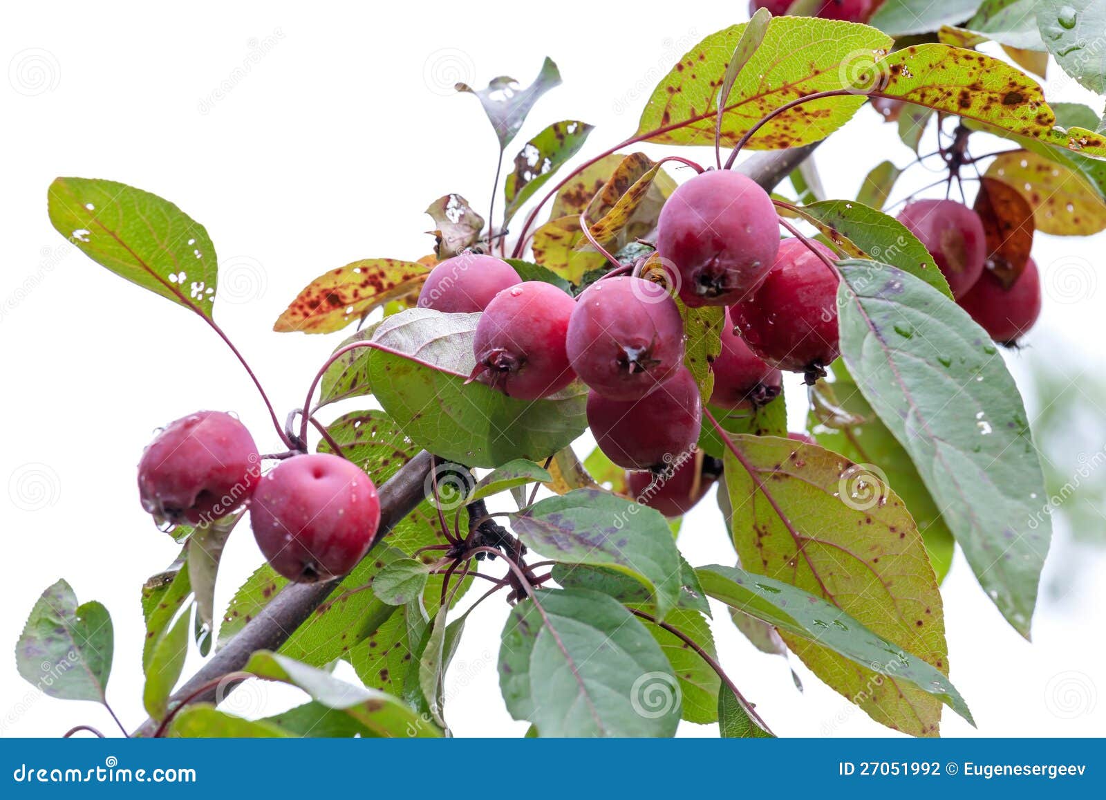 Small Red Chinese Apples Isolated on White Stock Photo - Image of ...