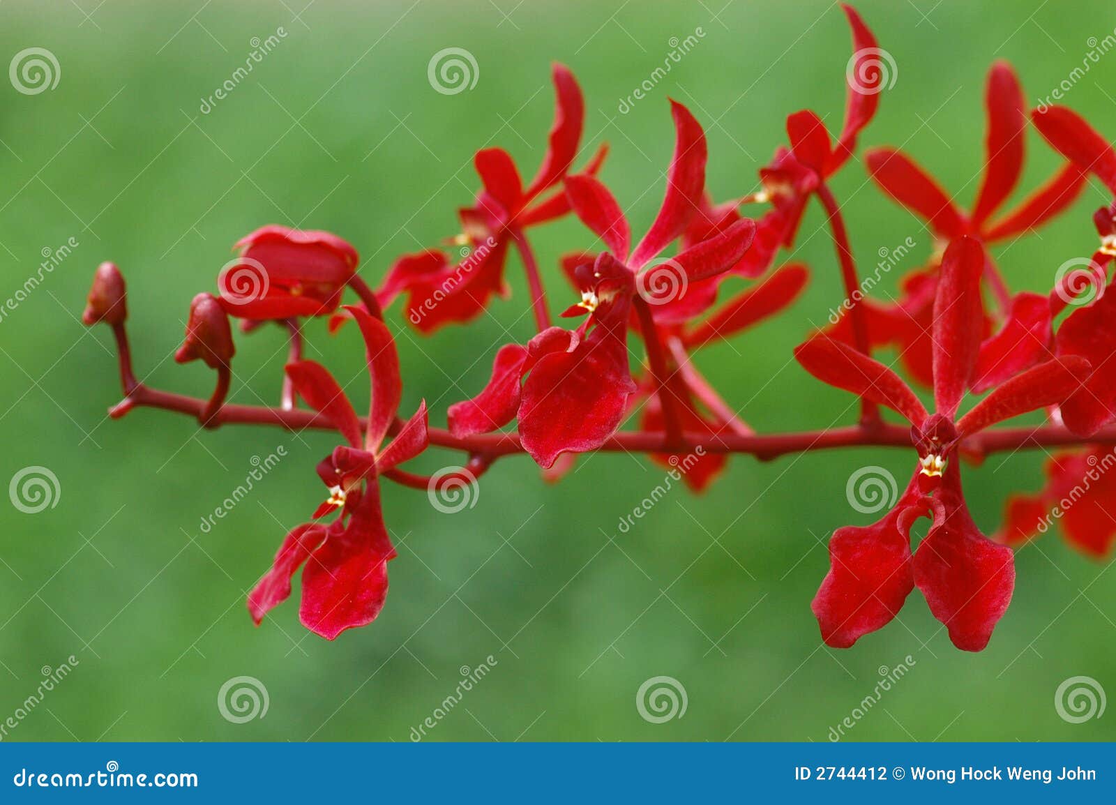 Small red color orchid stock photo. Image of flourish - 2744412