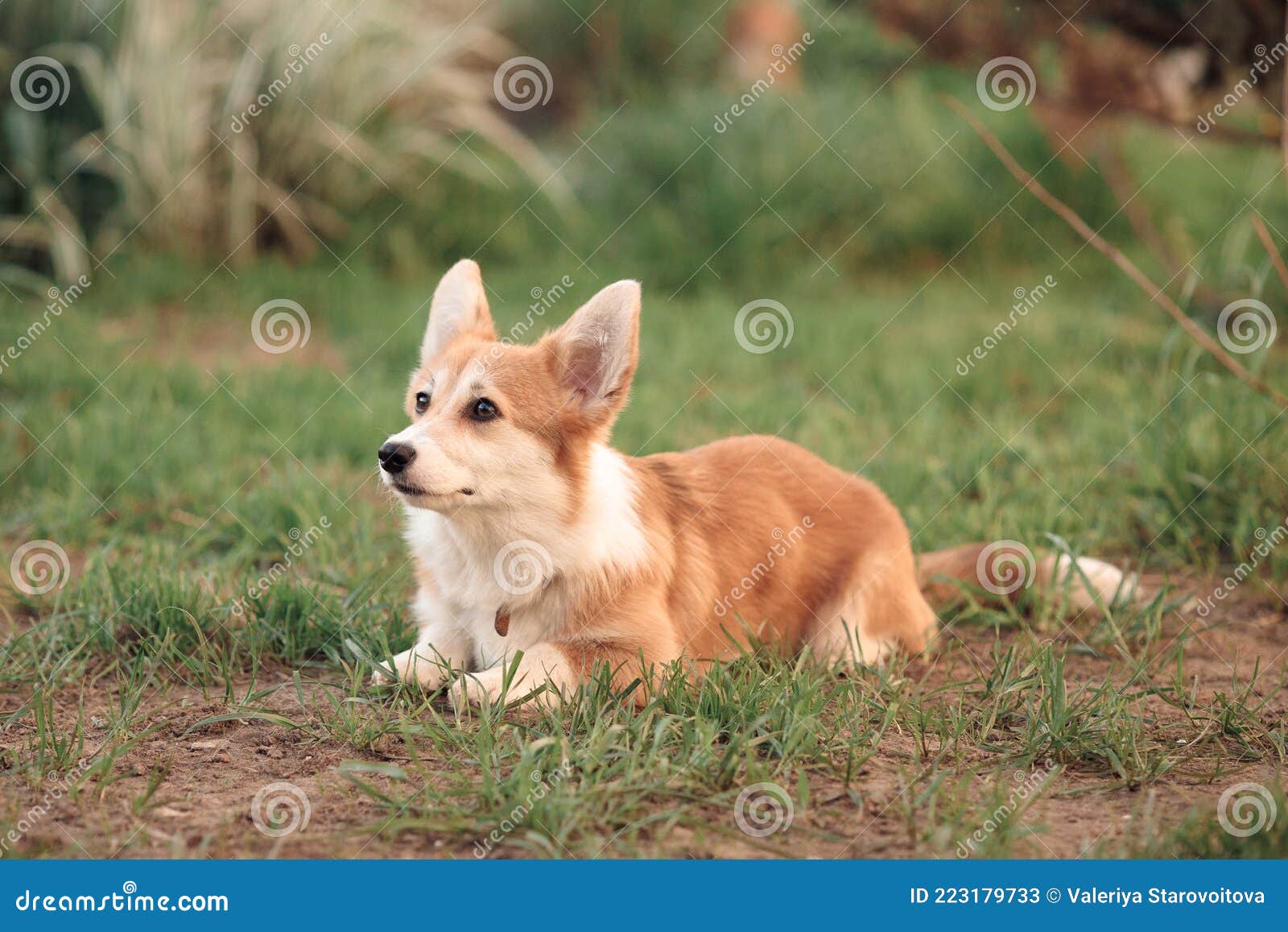 A Small Red Corgi Puppy with a Long Tail, Lying on the Green Grass ...