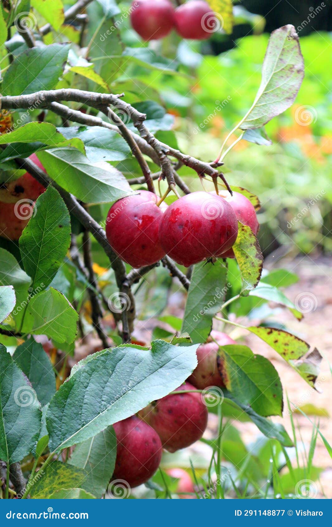 Small Red Crab Apples on the Tree Stock Image - Image of growing ...