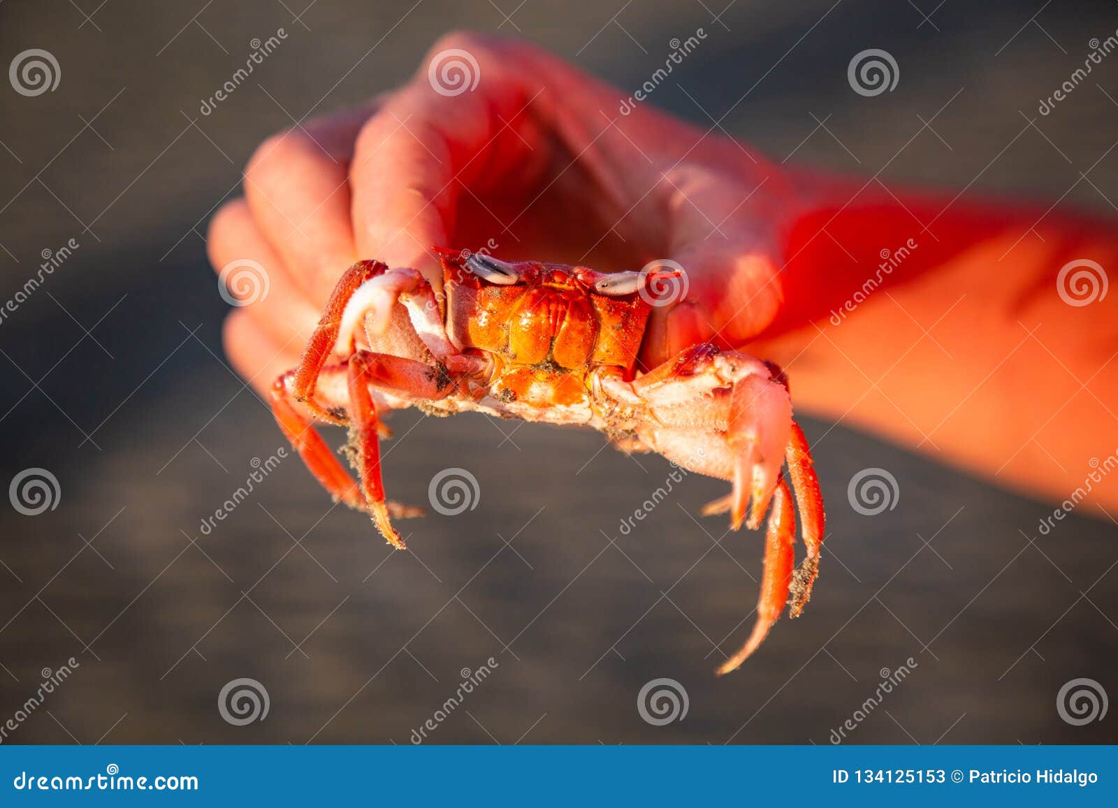 Small red crab stock image. Image of crab, esmeraldas - 134125153