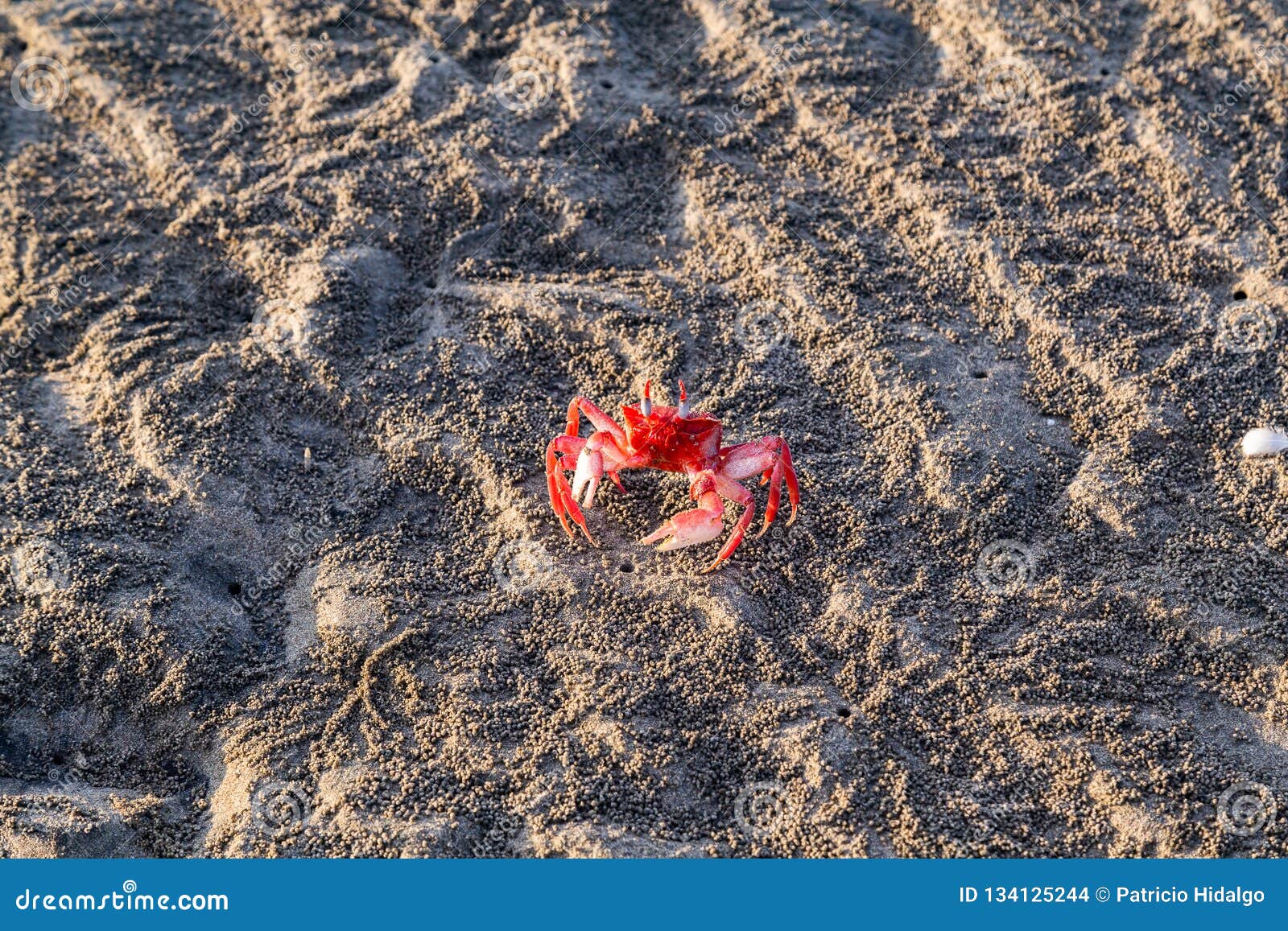 Small red crab stock photo. Image of sand, ecuador, wildlife - 134125244