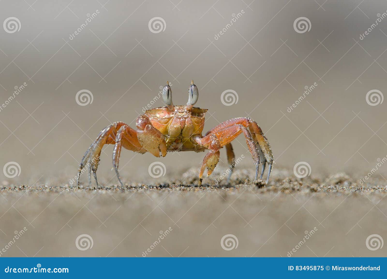 Small Red Crab Walking on the Beach Stock Image - Image of walking ...