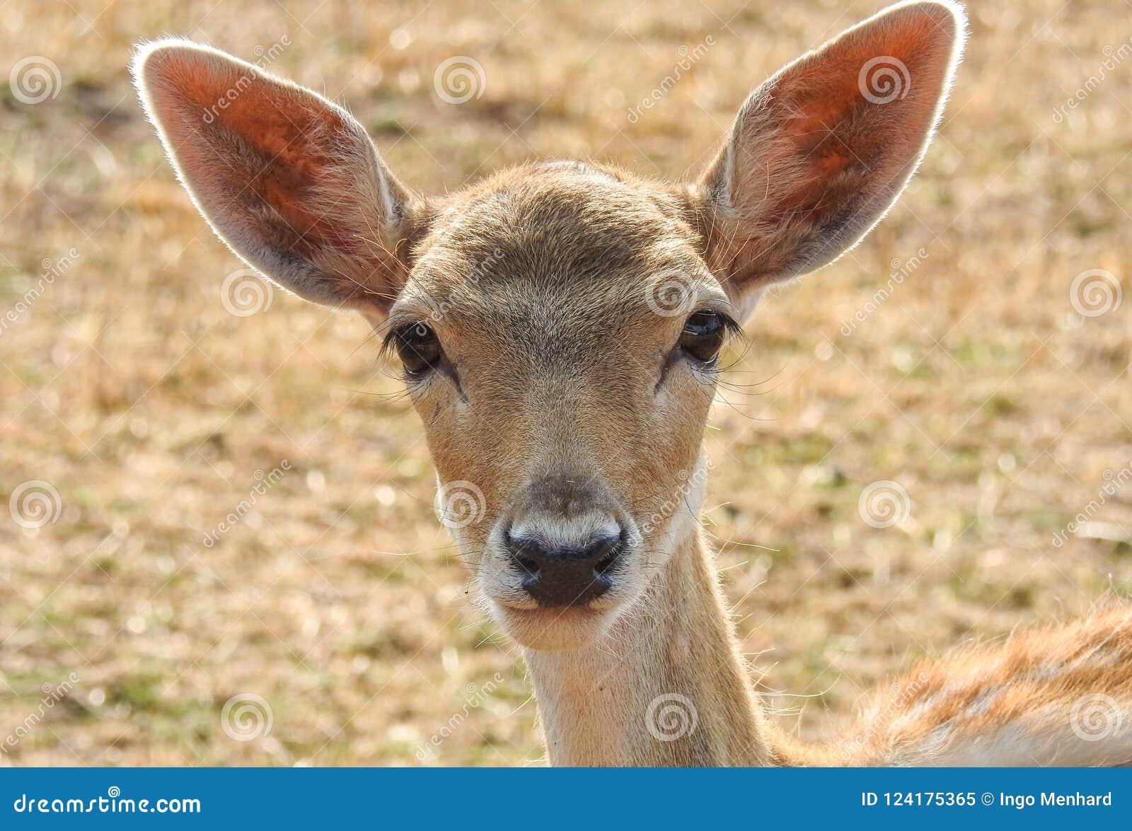 Small Red Deer on the Meadow Stock Image - Image of wildlife, people ...