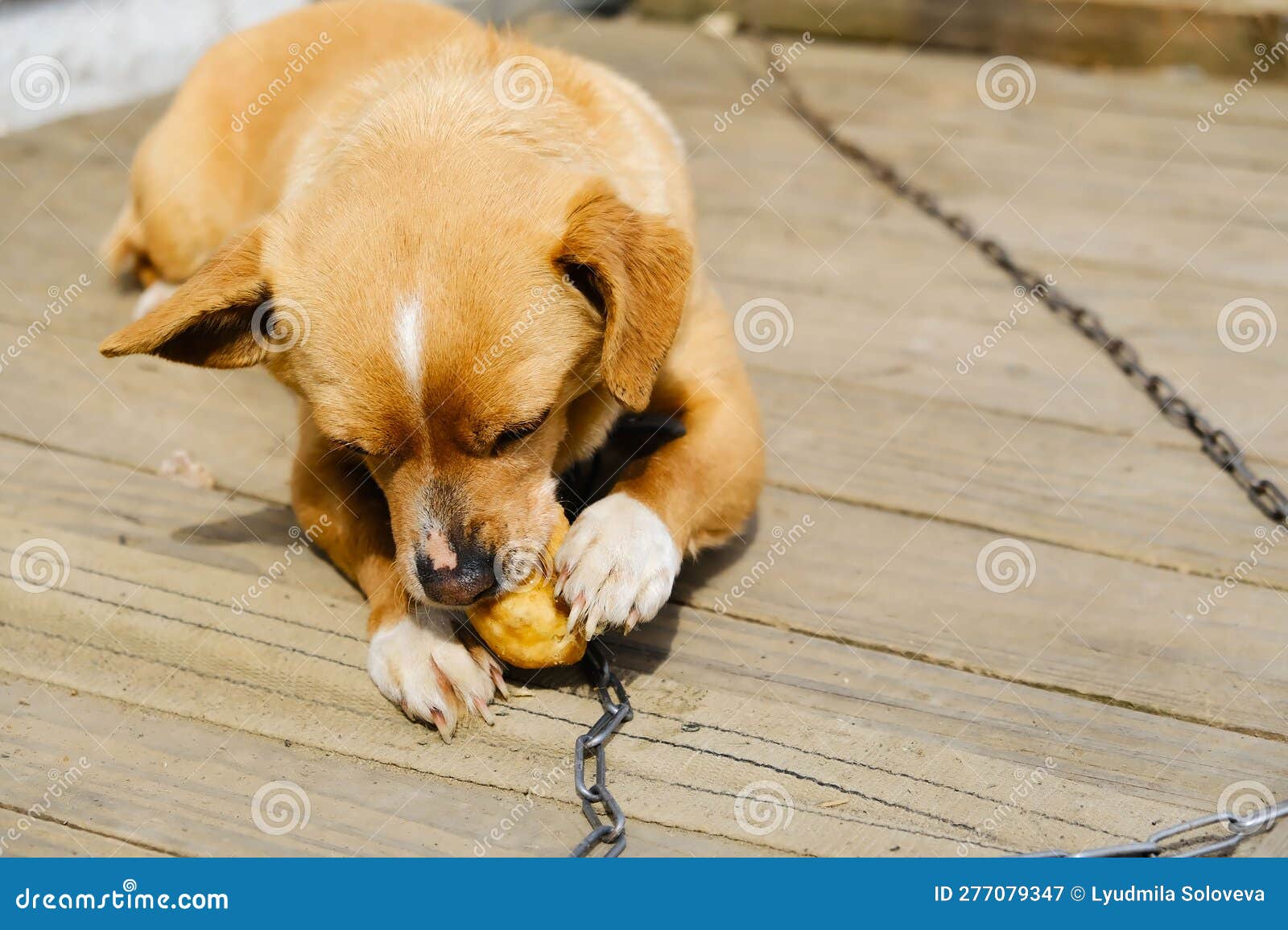 A Small Red Dog Eats a Pie on a Wooden Deck Stock Image - Image of ...