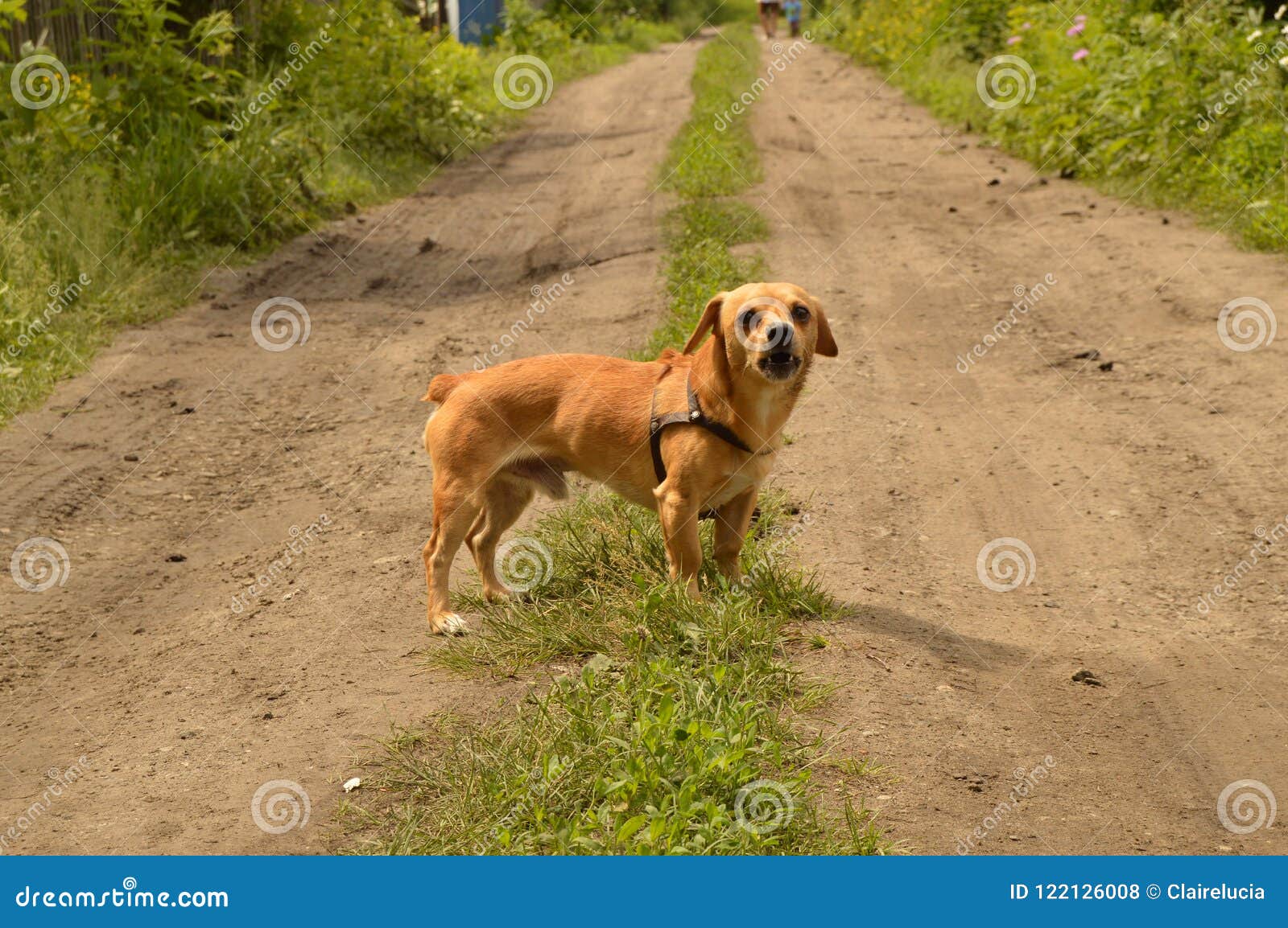 A Small Red Dog Stands on the Road and Looks Aggressively Stock Photo ...