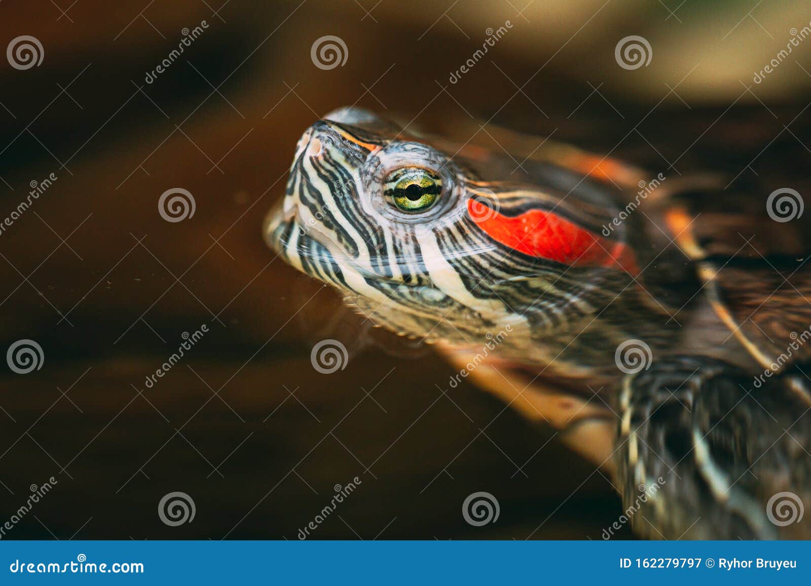 Small Red-ear Turtles Swiming in Pond Stock Image - Image of black ...