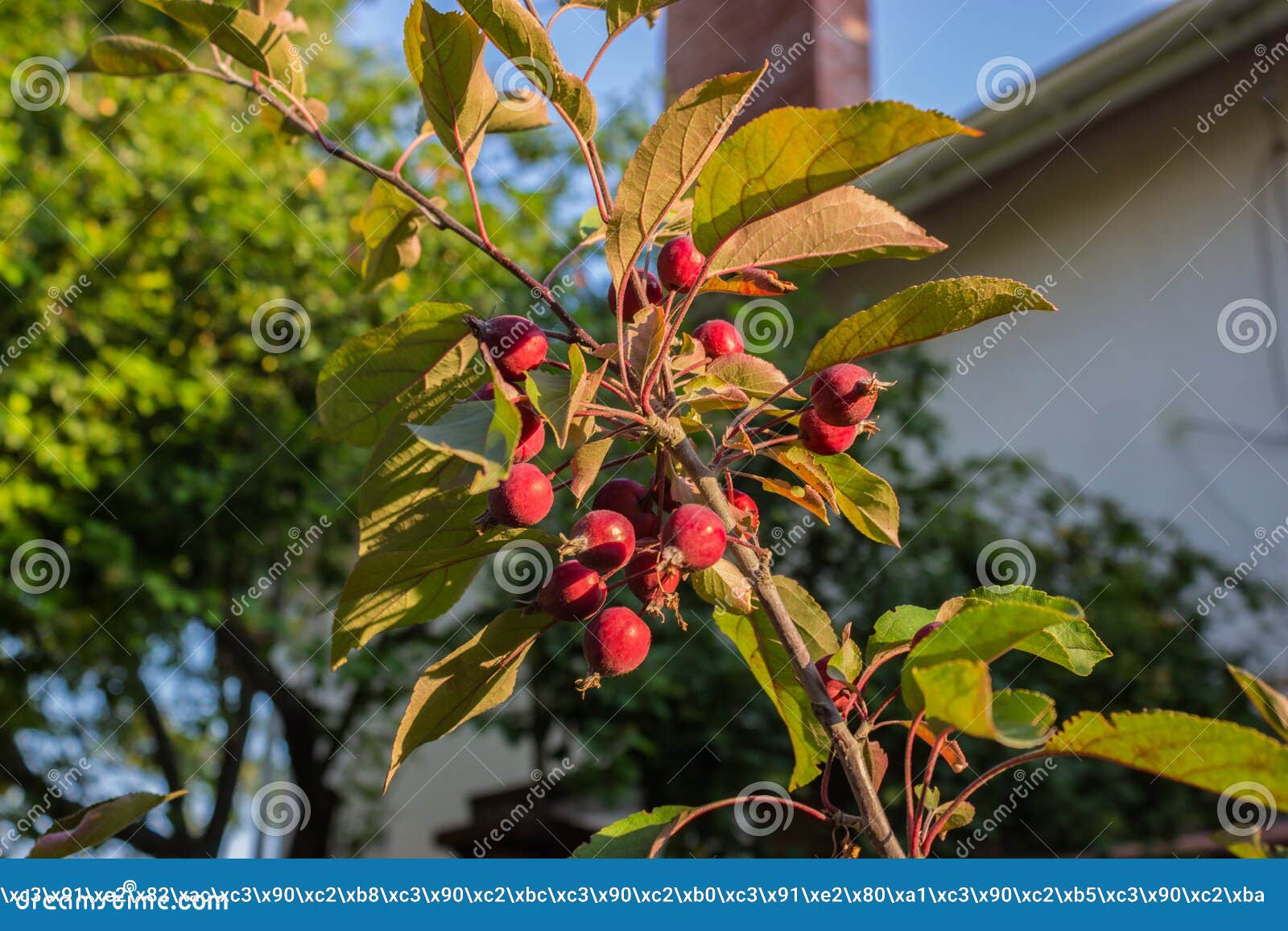 Small Red Exotic Fruits on a Tree Branch Stock Photo - Image of summer ...