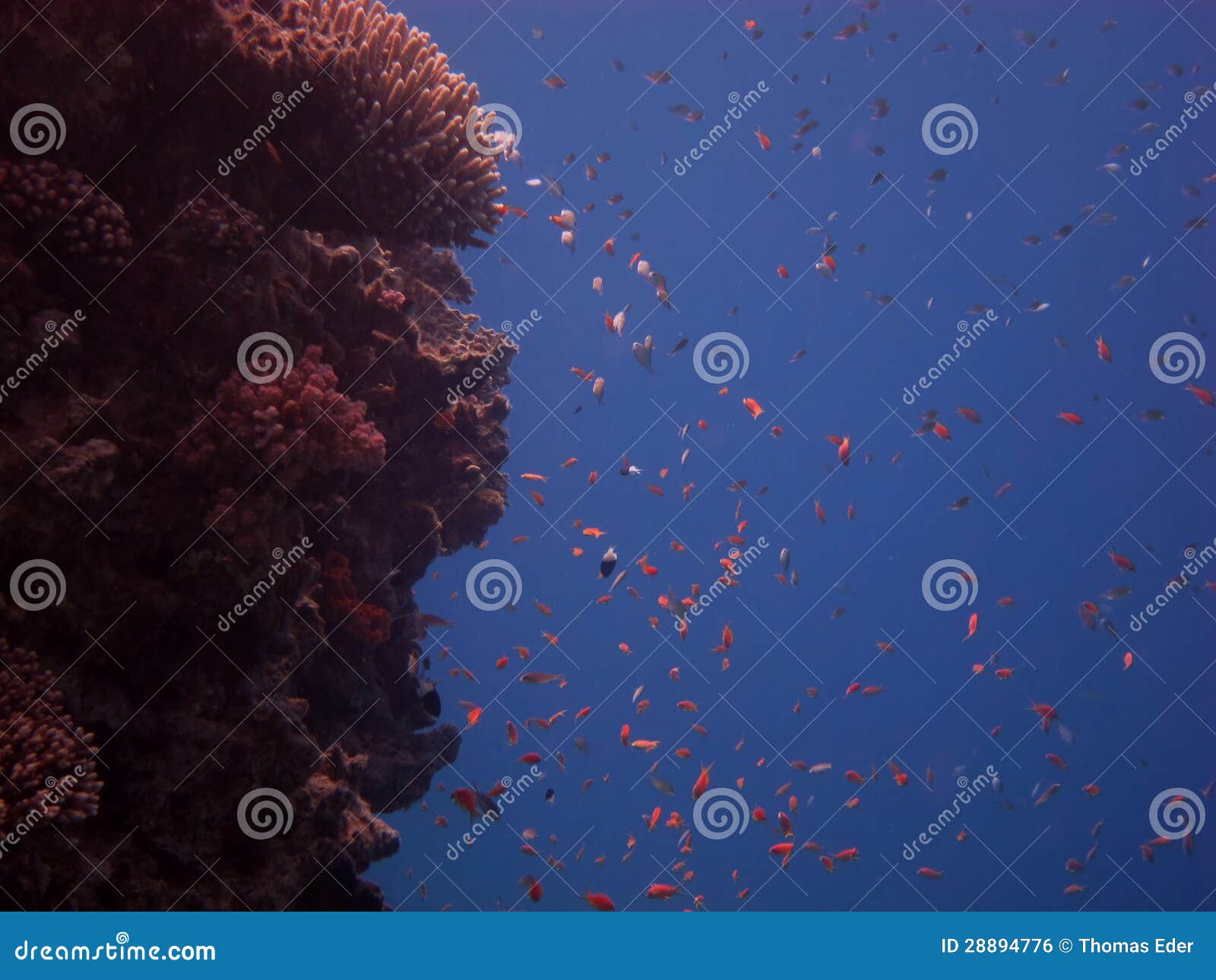 Small red fish stock photo. Image of clean, healthy, dream - 28894776