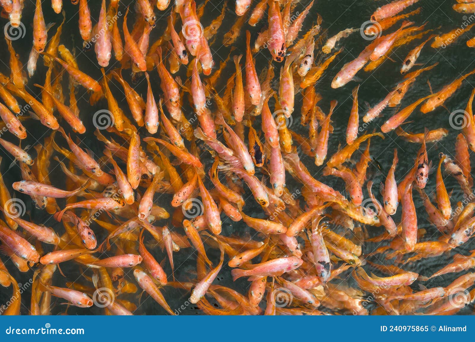 Small Red Fish in the Lake Water Stock Image - Image of ocean, healthy ...