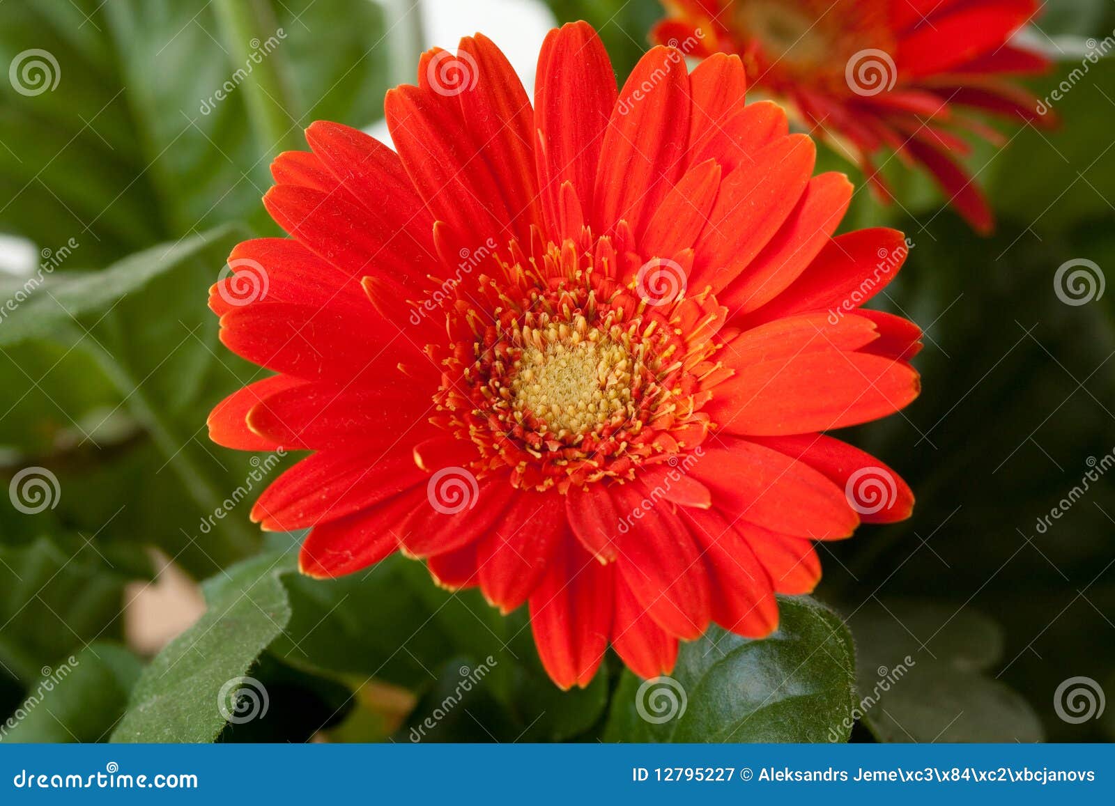 Small red flower stock image. Image of garden, nature - 12795227