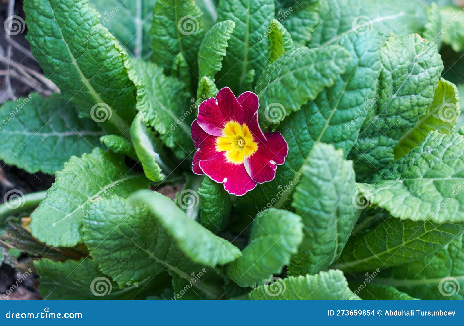 Small red flower stock photo. Image of botanical, background - 273659854