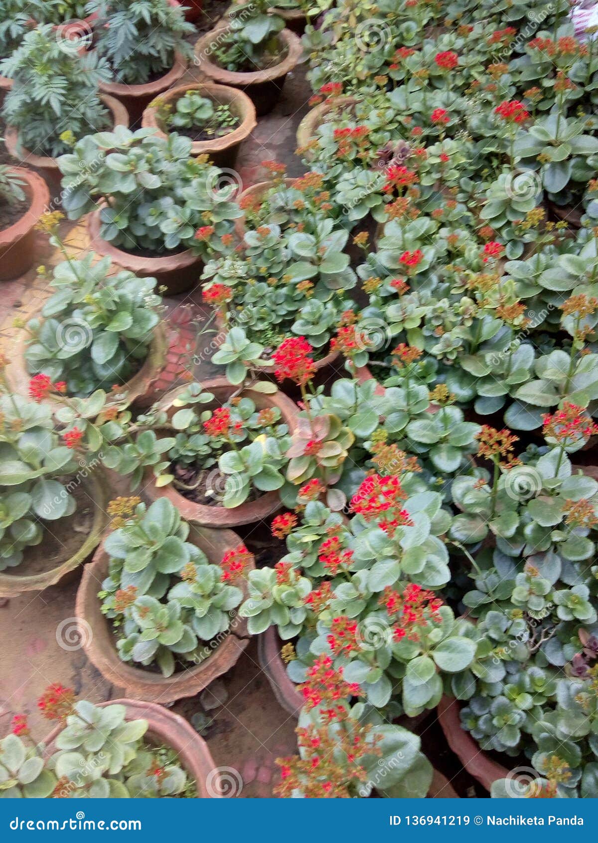 Small red flower stock image. Image of smallplant, flower - 136941219