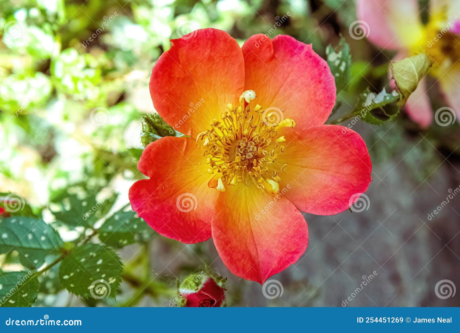 Small Red Flower in the Garden Stock Image - Image of season, garden ...