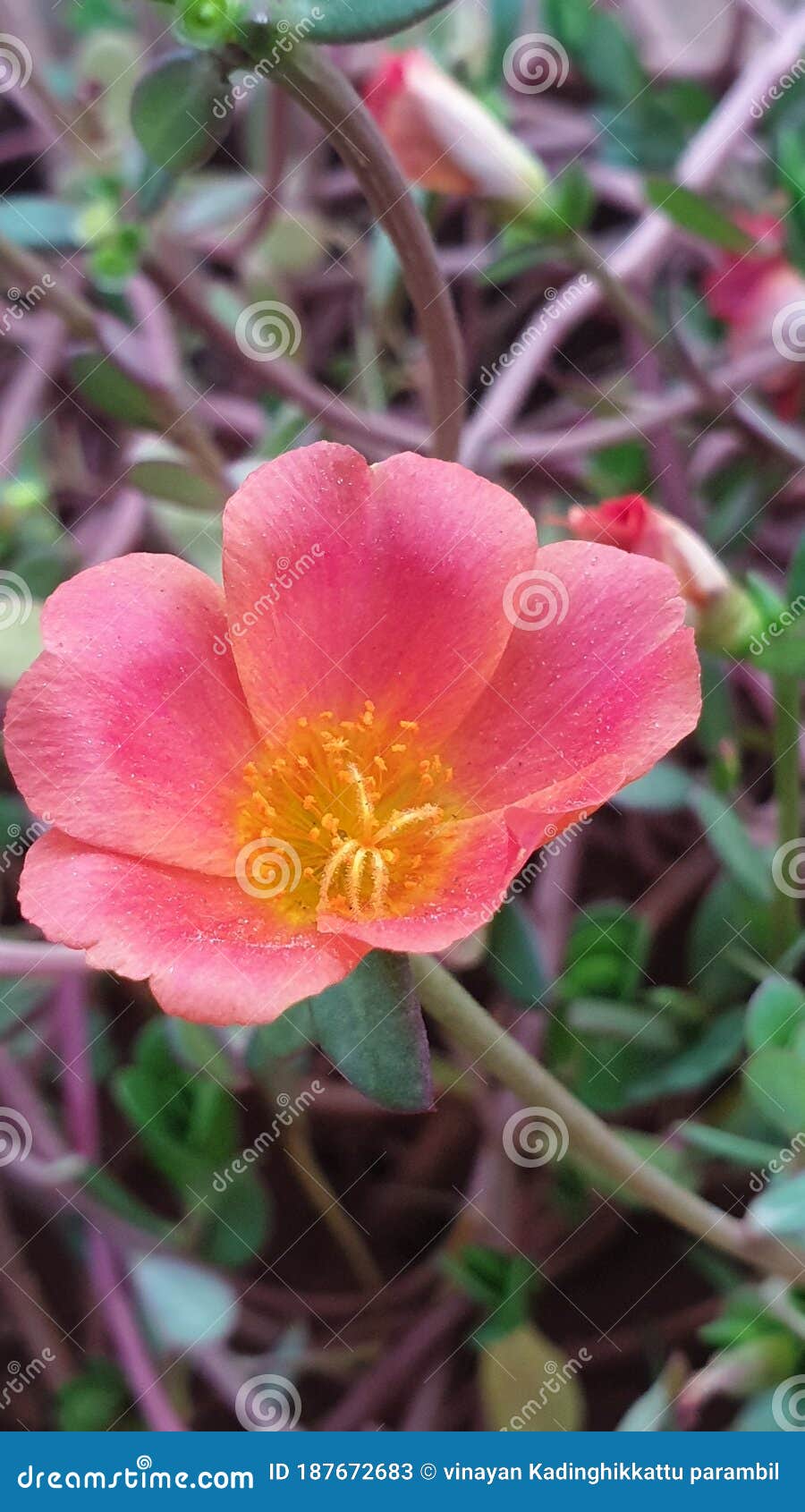 Small red flower on plant stock image. Image of shrub - 187672683