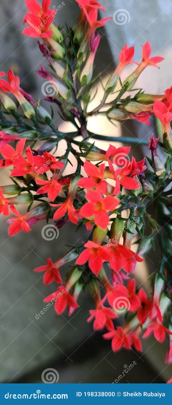 SMALL Red Flower stock photo. Image of leaf, wildflower - 198338000