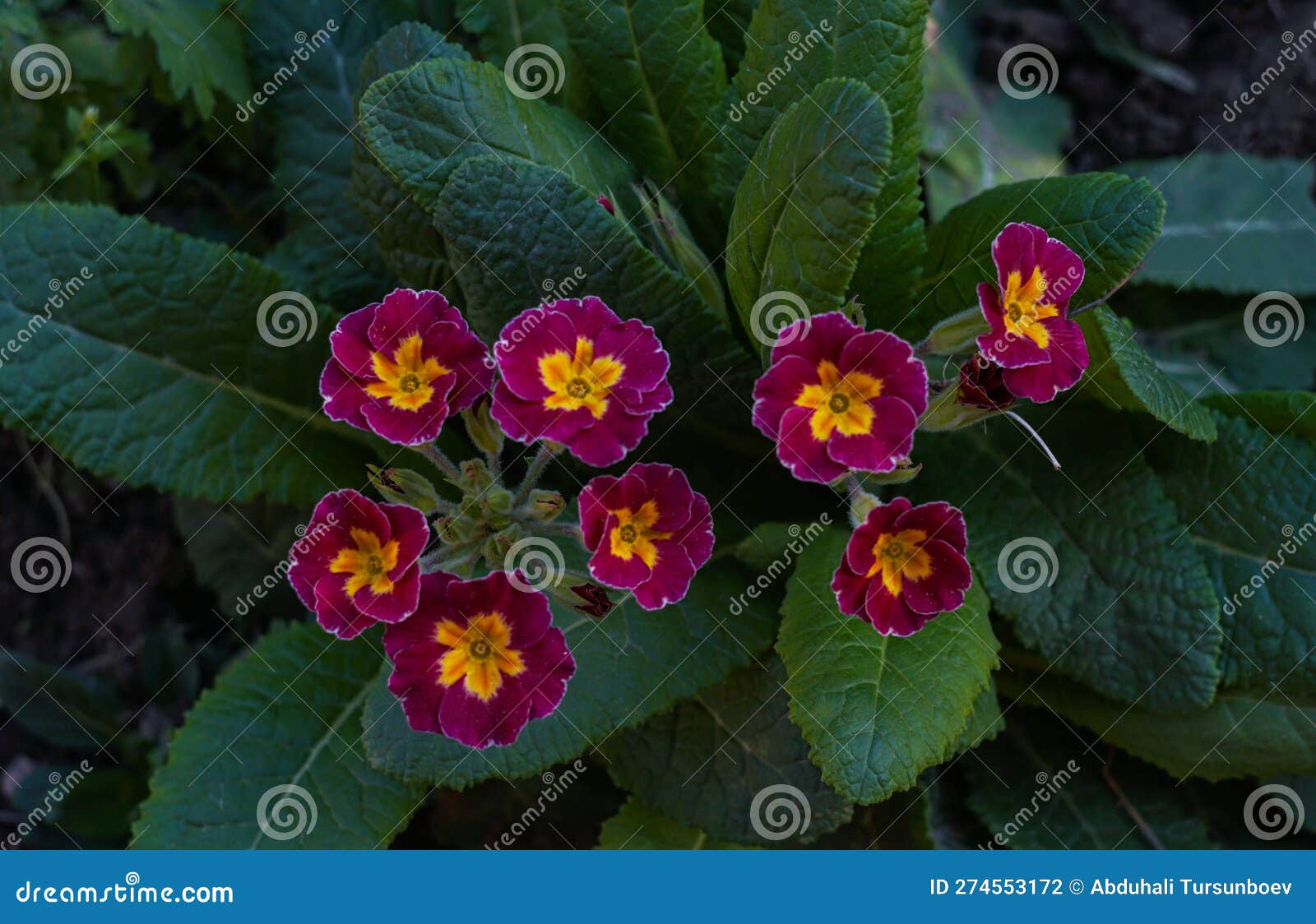 Small red flowers stock photo. Image of flora, closeup - 274553172