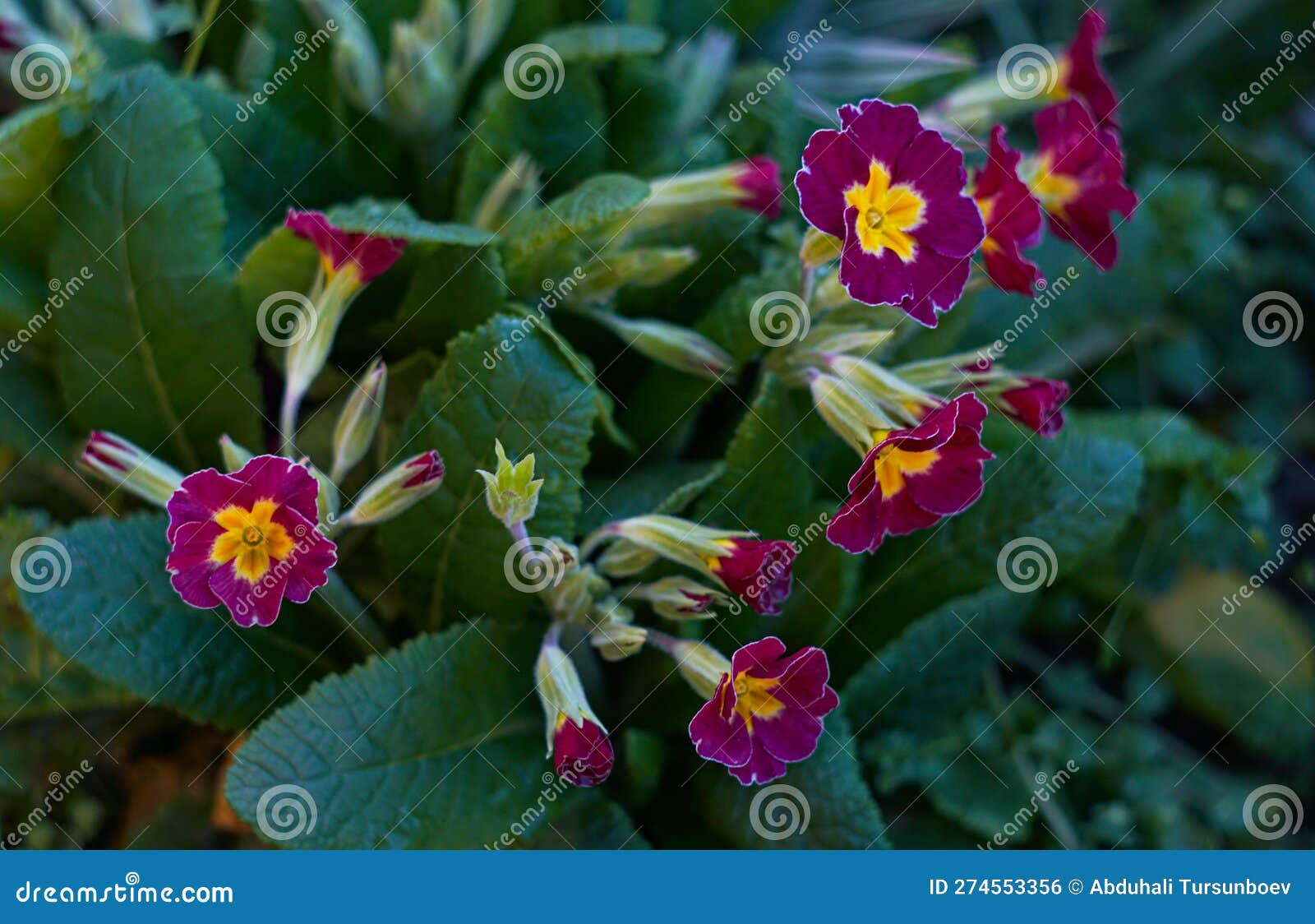 Small red flowers stock photo. Image of petal, yellow - 274553356