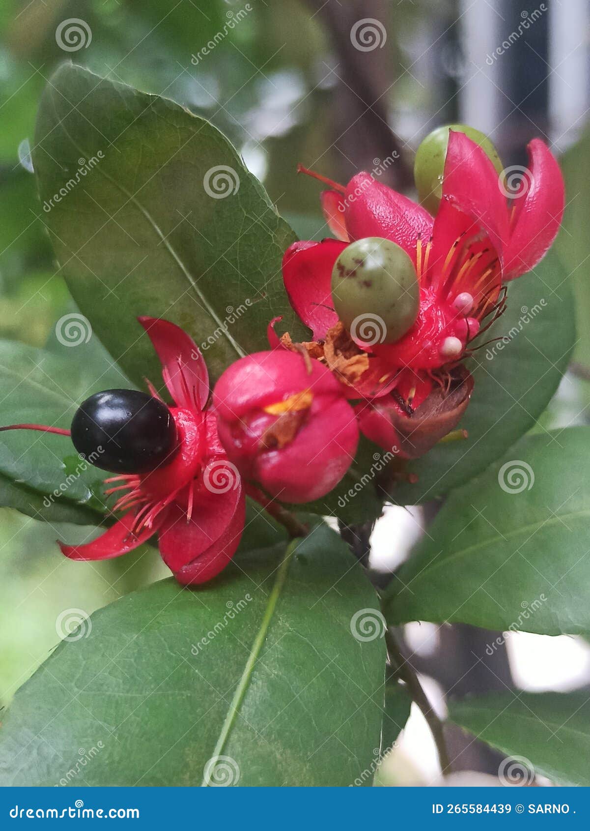 Small Red Flowers Blooming on the Branches Stock Image - Image of small ...