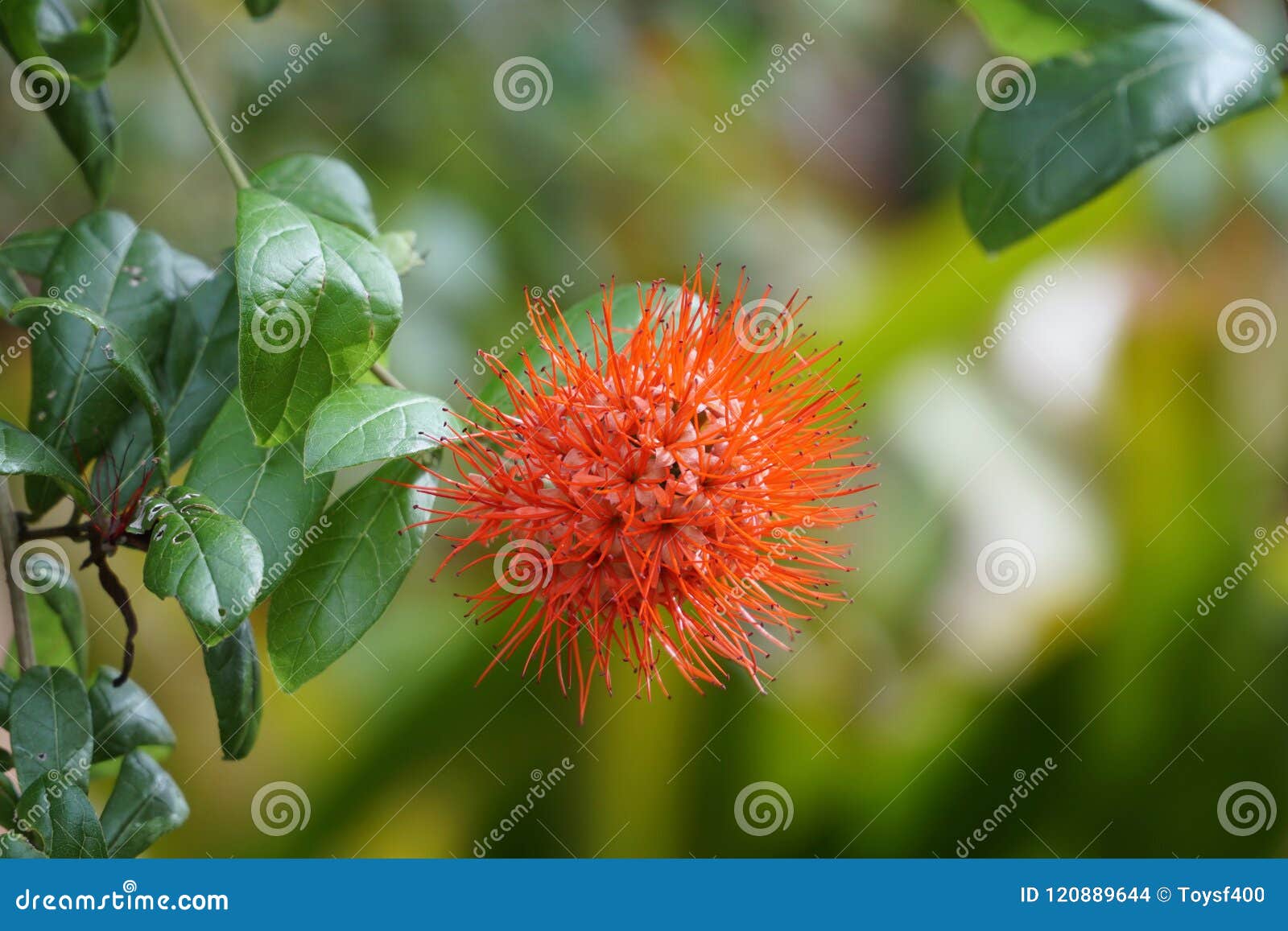 Small red flowers stock photo. Image of lavender, orange - 120889644