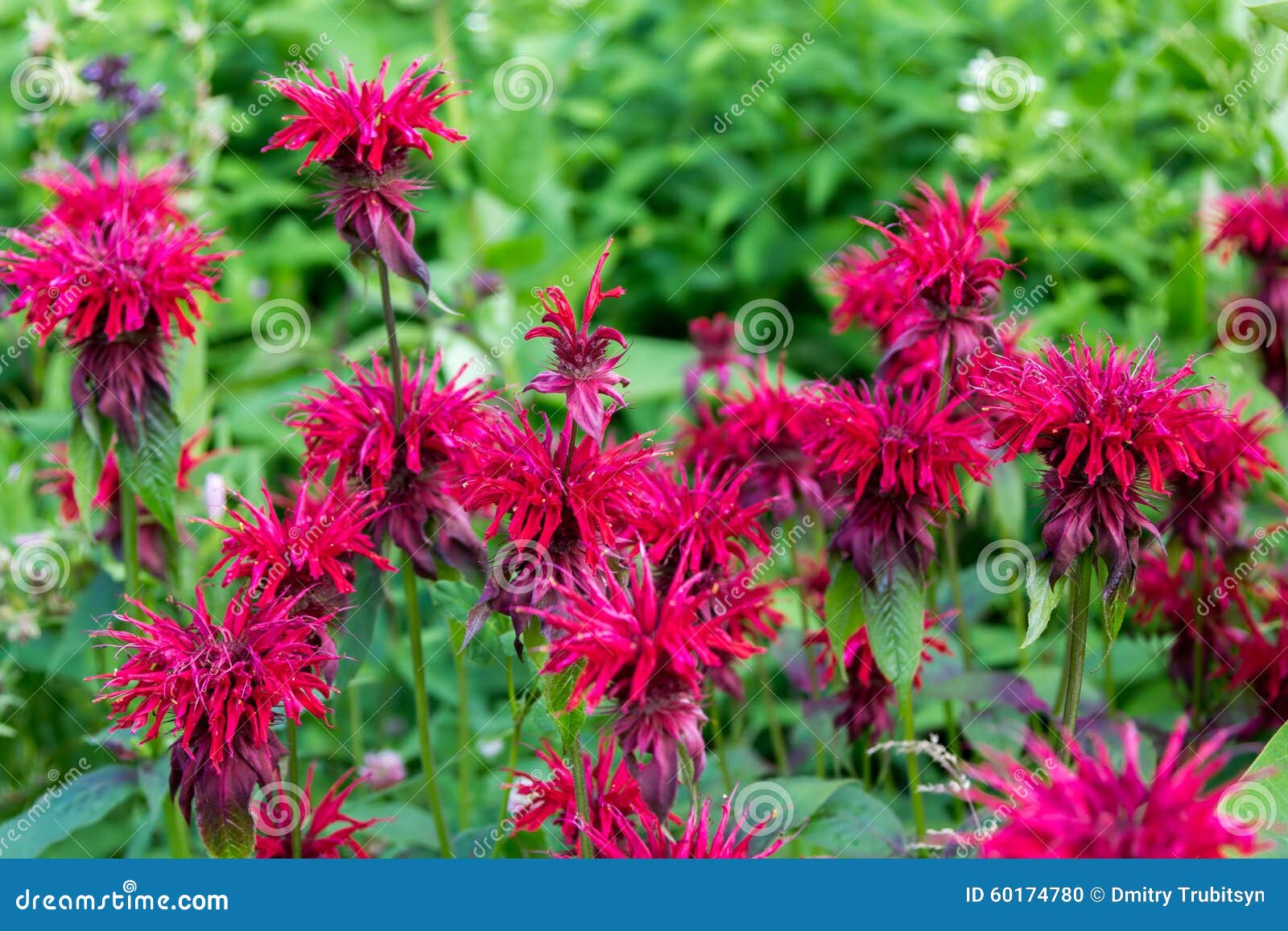 Small Red Flowers in Foliage Closeup Stock Photo - Image of yard, green ...