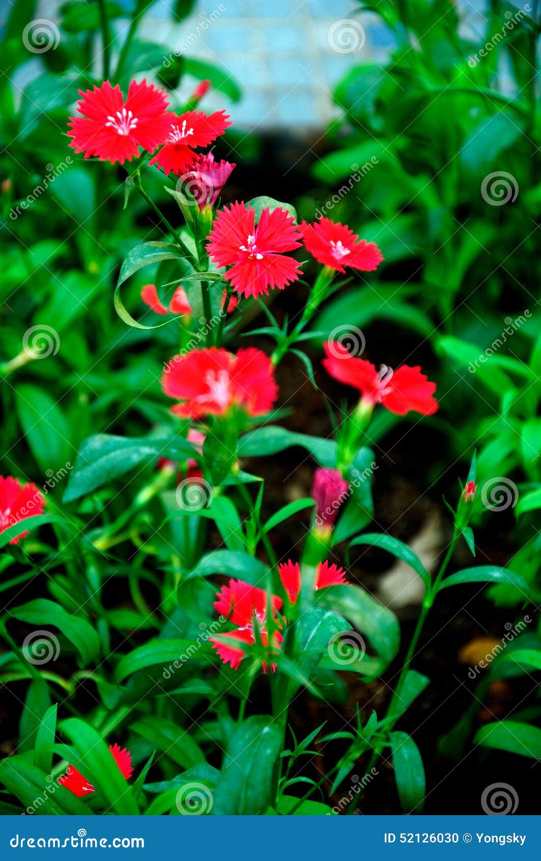 Small red flowers stock photo. Image of leaf, small, asian - 52126030