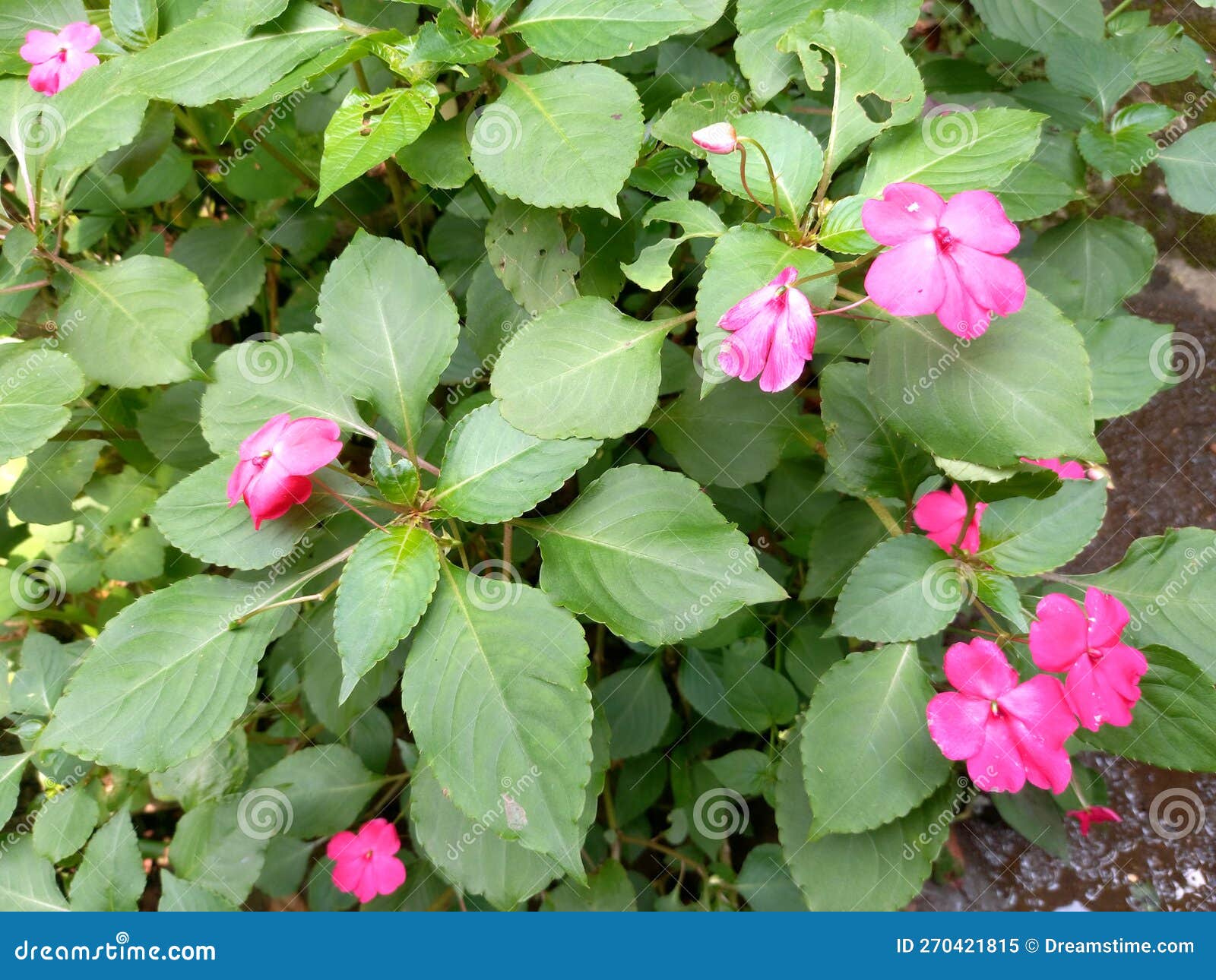 Small Red Flowers Grow Beautifully Stock Image - Image of flowers, rose ...