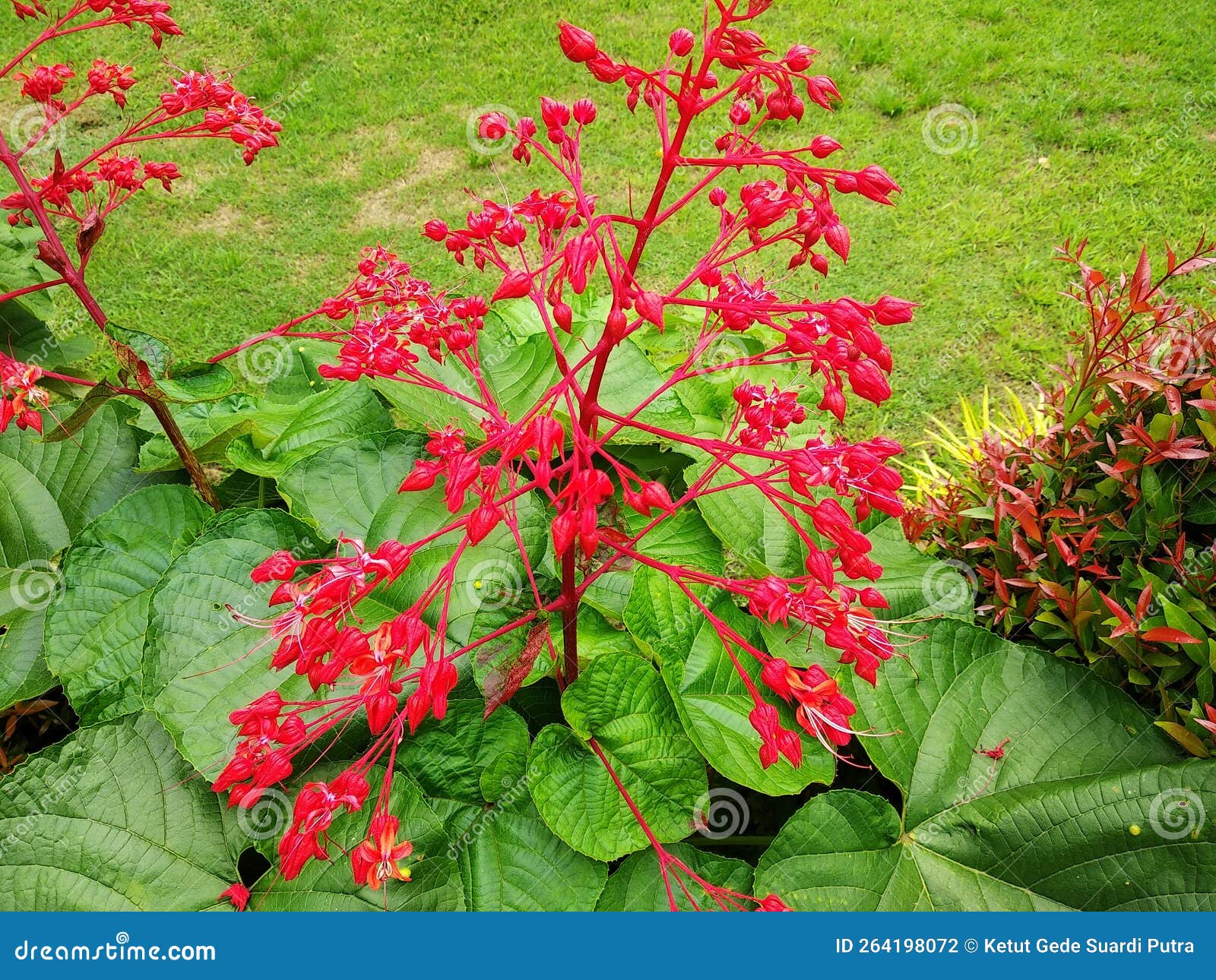 Small Red Flowers that Grow in the Yard Stock Photo - Image of yard ...